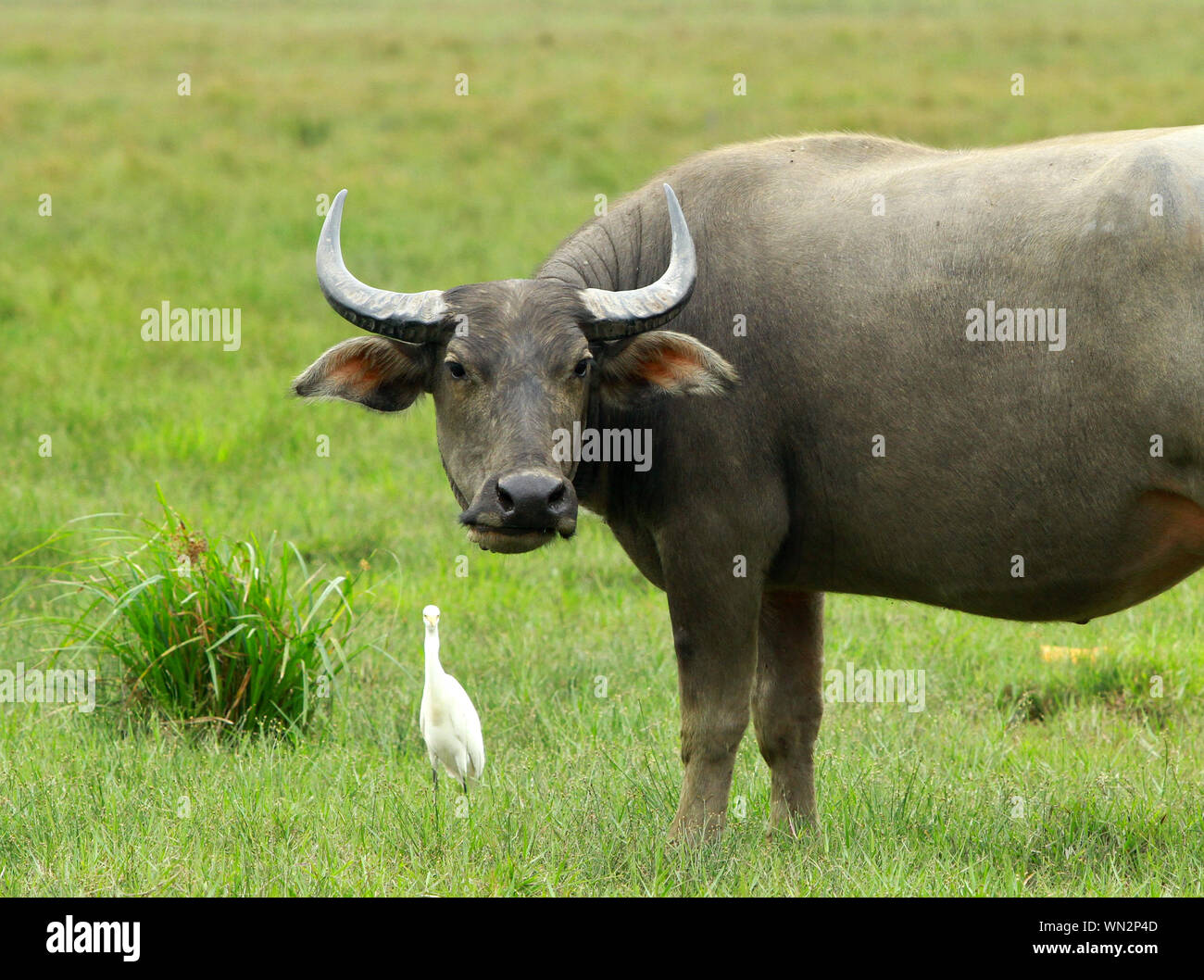 Buffalo bird hi-res stock photography and images - Alamy