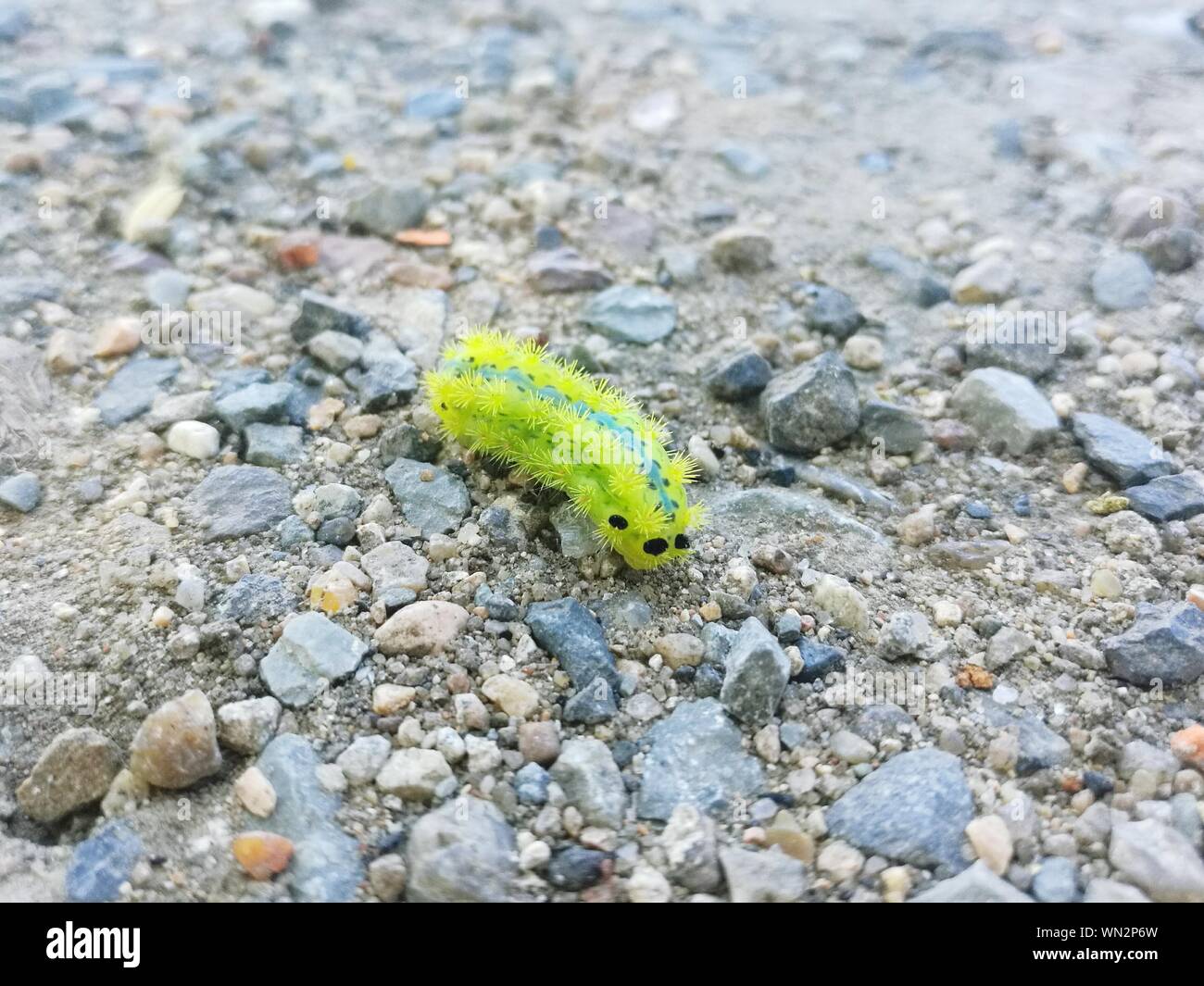 Multi colored trees hi-res stock photography and images - Alamy