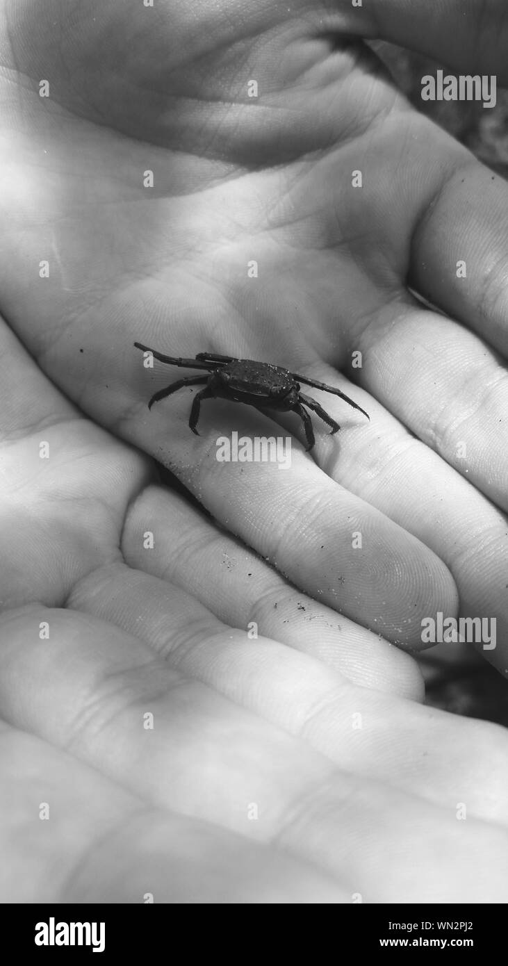 Human hand holding crab Black and White Stock Photos & Images - Alamy