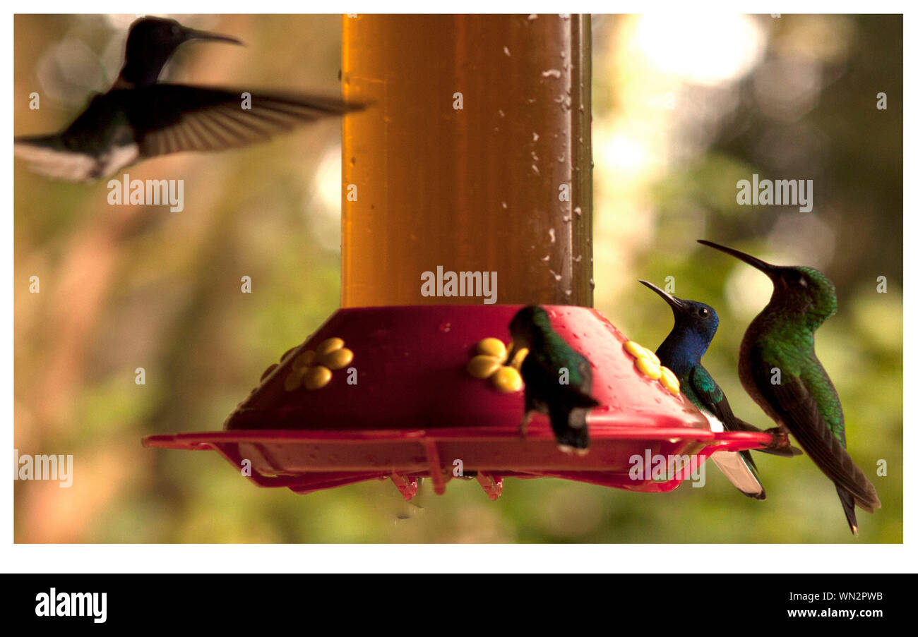 Three hummingbirds hi-res stock photography and images - Alamy