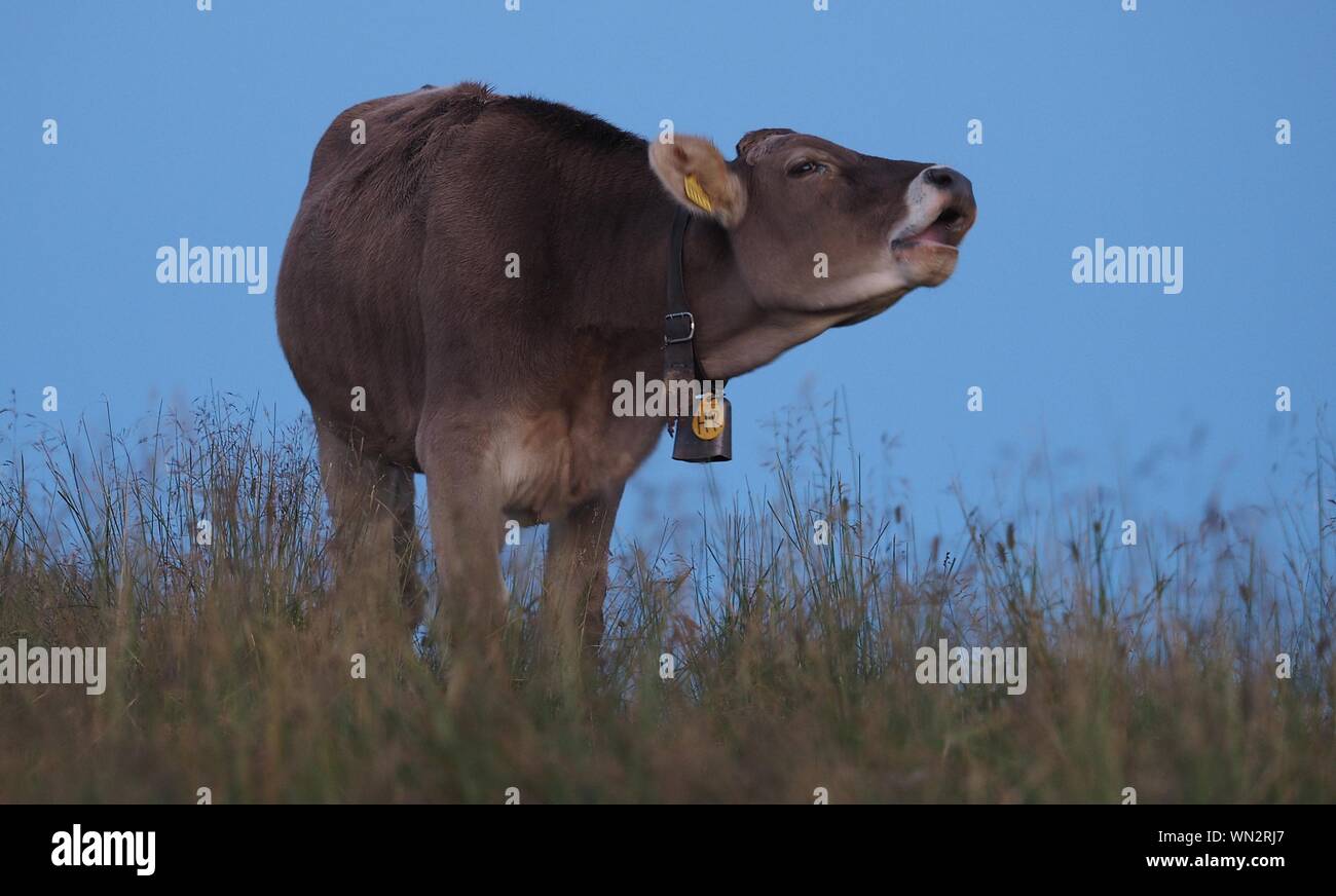 Mooing hi-res stock photography and images - Alamy