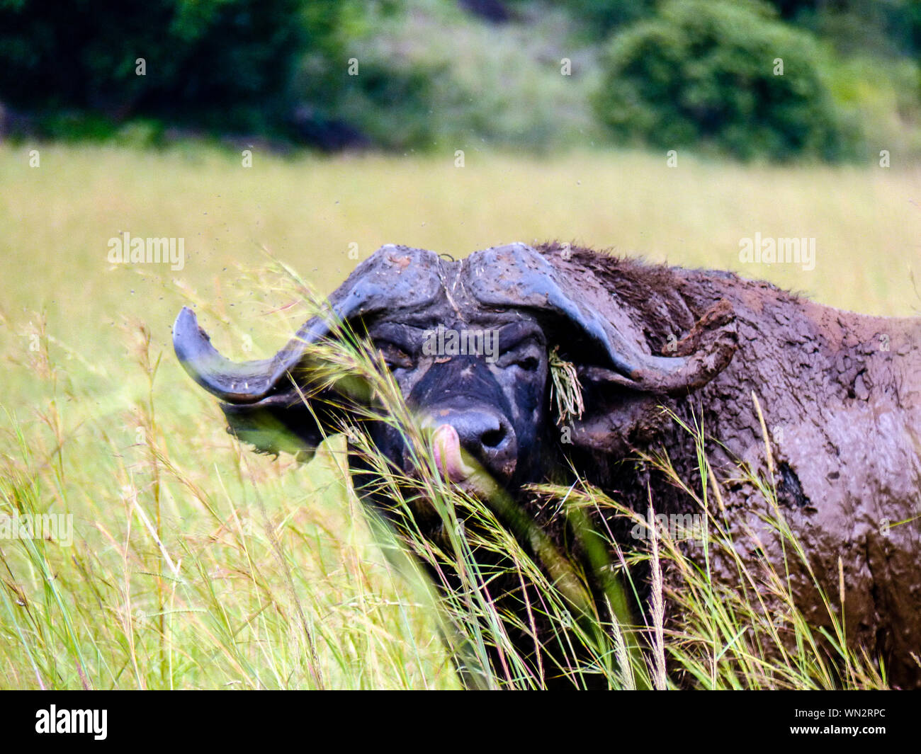 Portrait domestic water buffalo hi-res stock photography and images - Alamy
