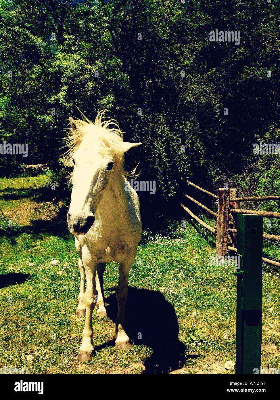 White pony horse standing tree hi-res stock photography and images - Alamy