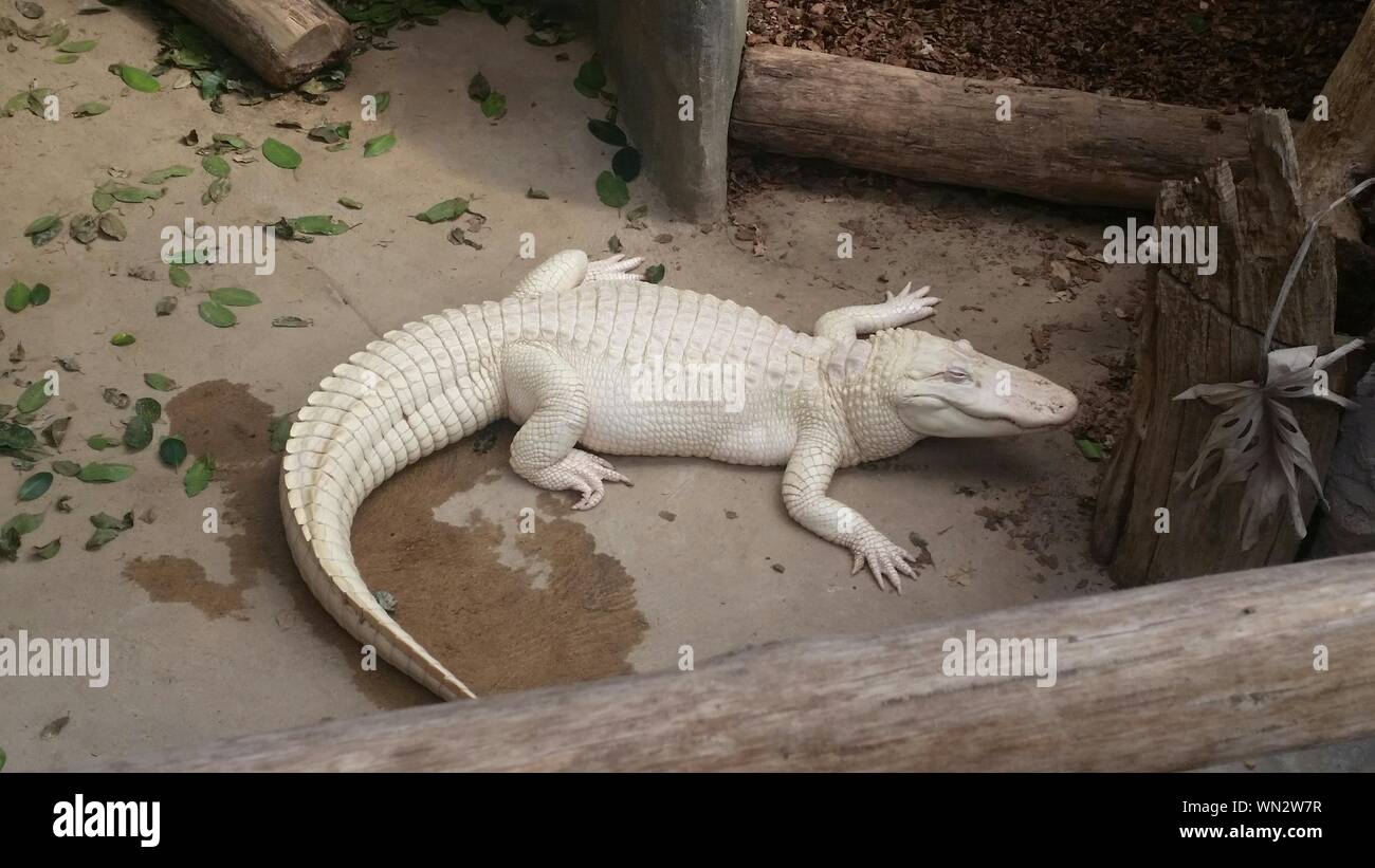 White crocodile hi-res stock photography and images - Alamy