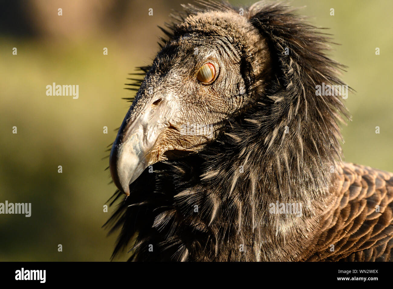 California Condor With Eye Closed shows its unusual features Stock ...