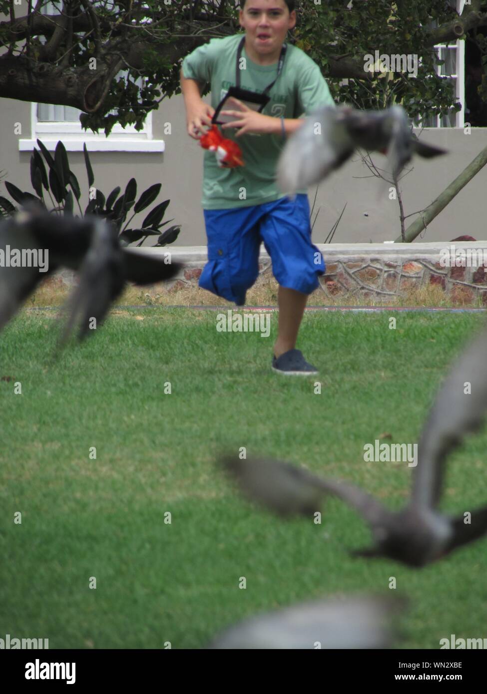 Birds Running In Grass High Resolution Stock Photography and Images - Alamy