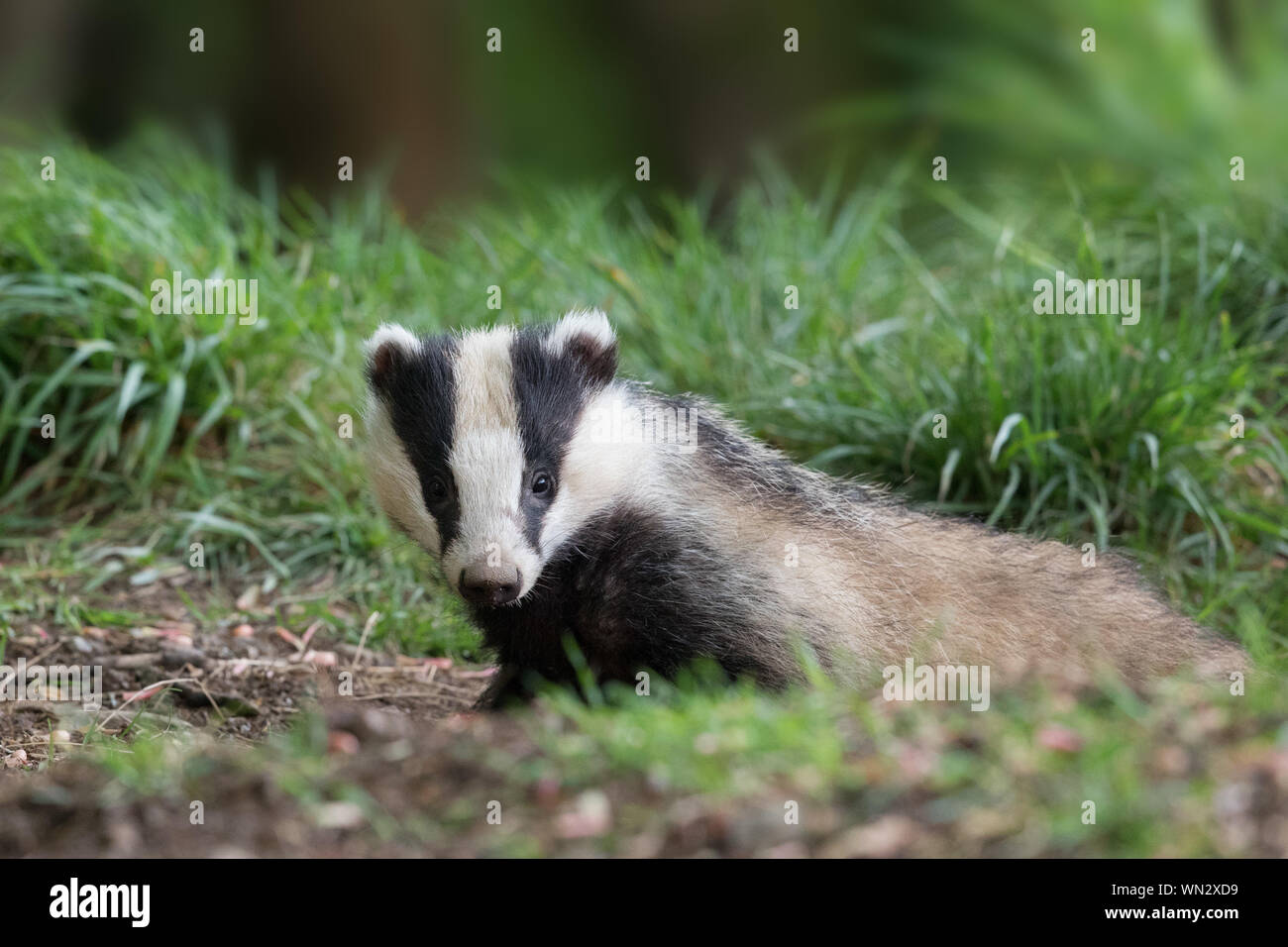 Badger close up hi-res stock photography and images - Alamy