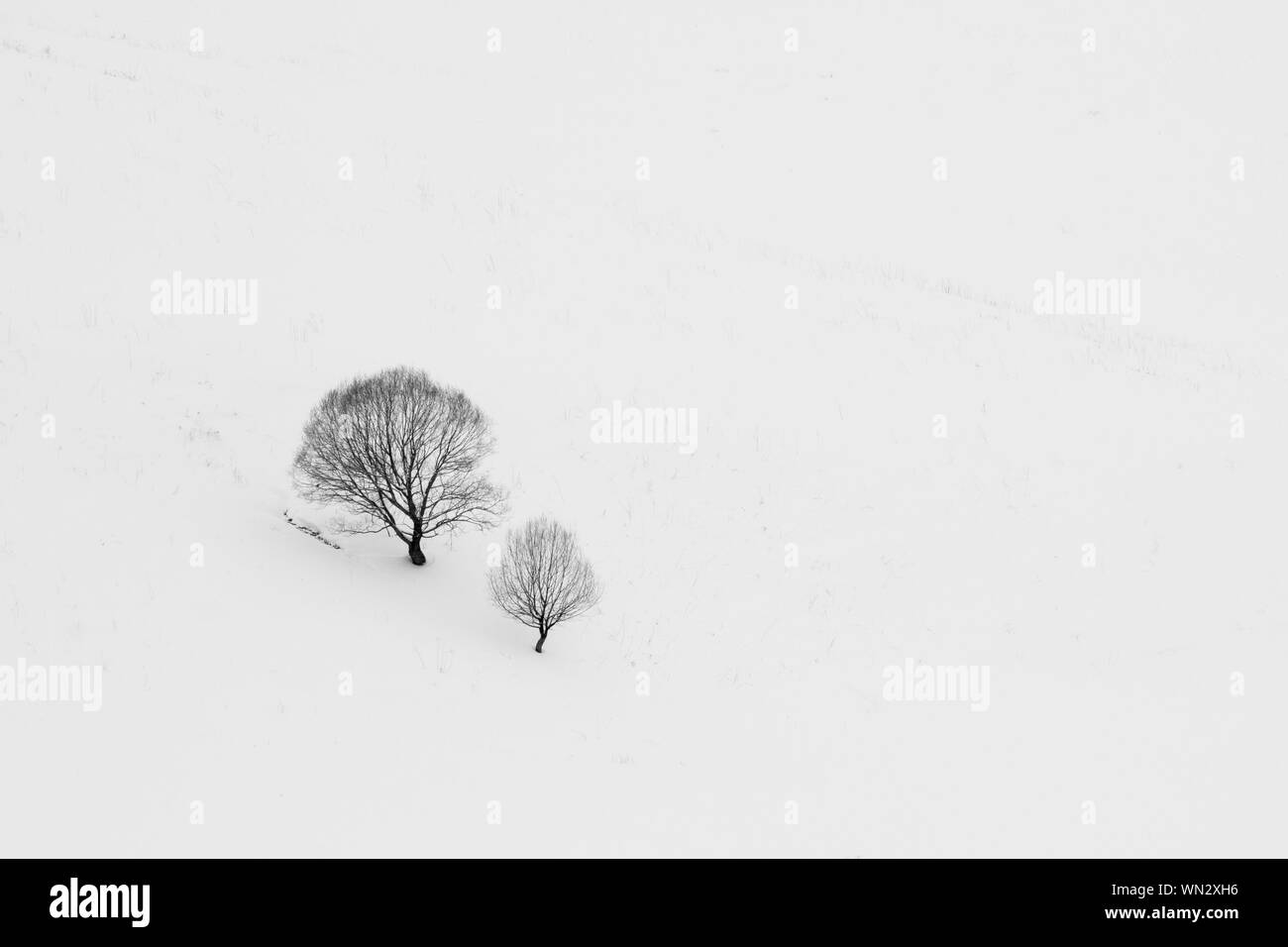 Dead Plant In Snow Stock Photo - Alamy