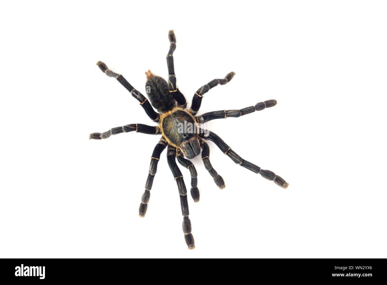 Asian species Tarantula spider Found in Thailand, the scientific name ...