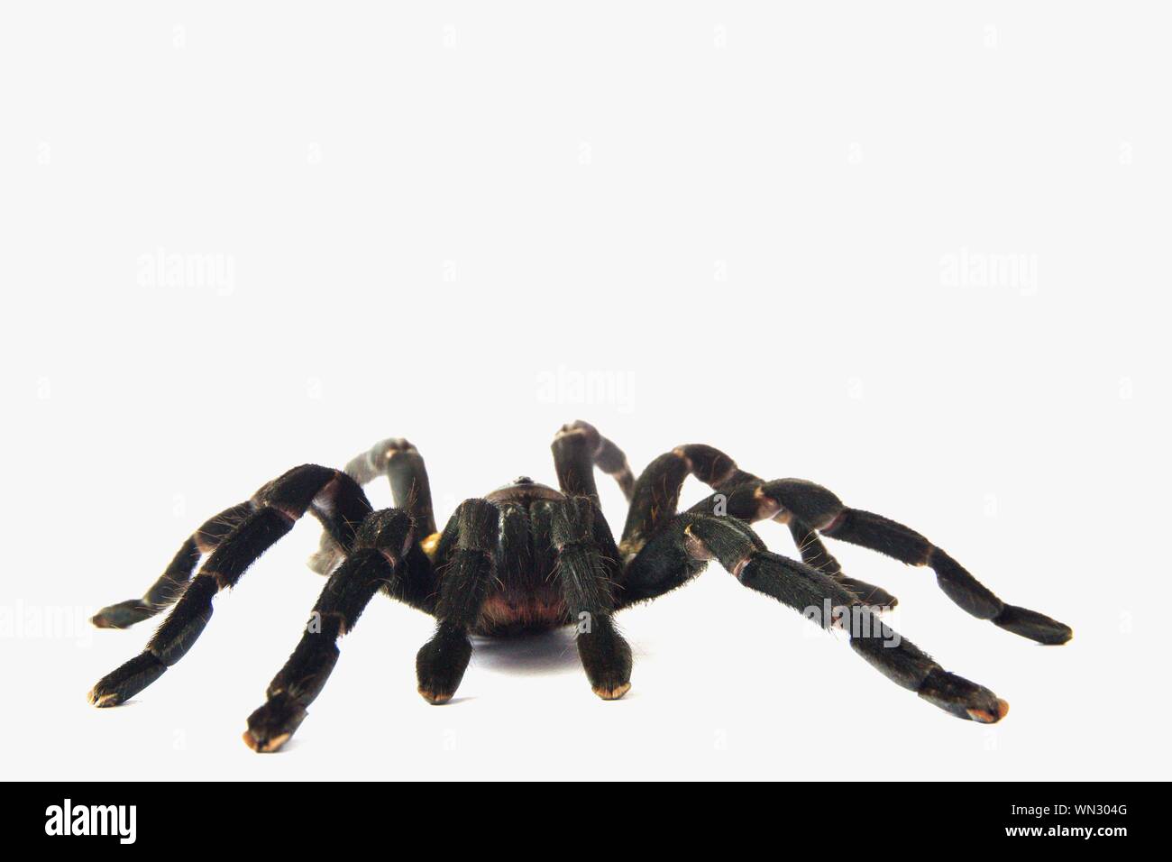 Asian species Tarantula spider Found in Thailand, the scientific name ...