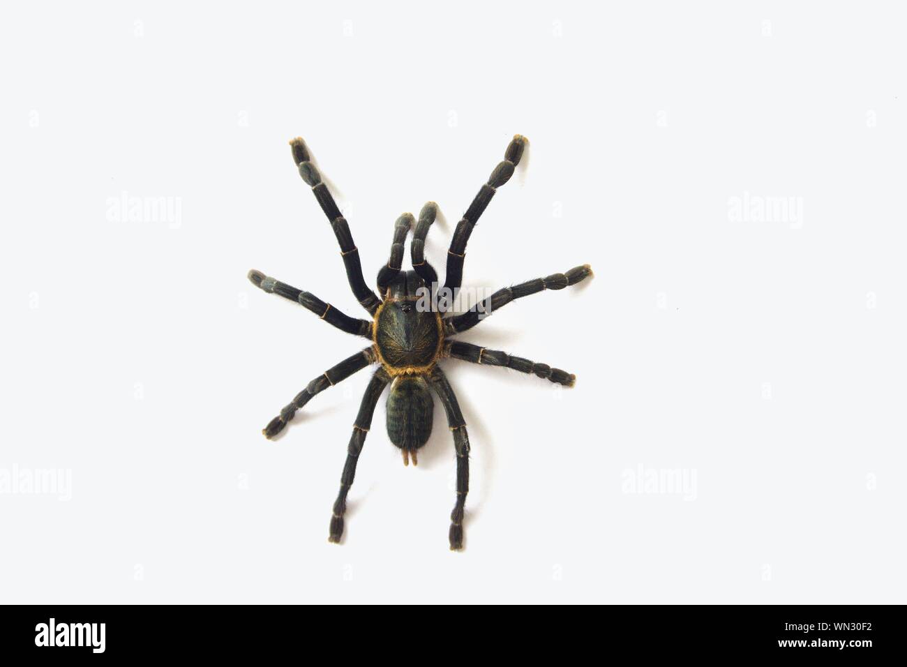 Asian species Tarantula spider Found in Thailand, the scientific name ...