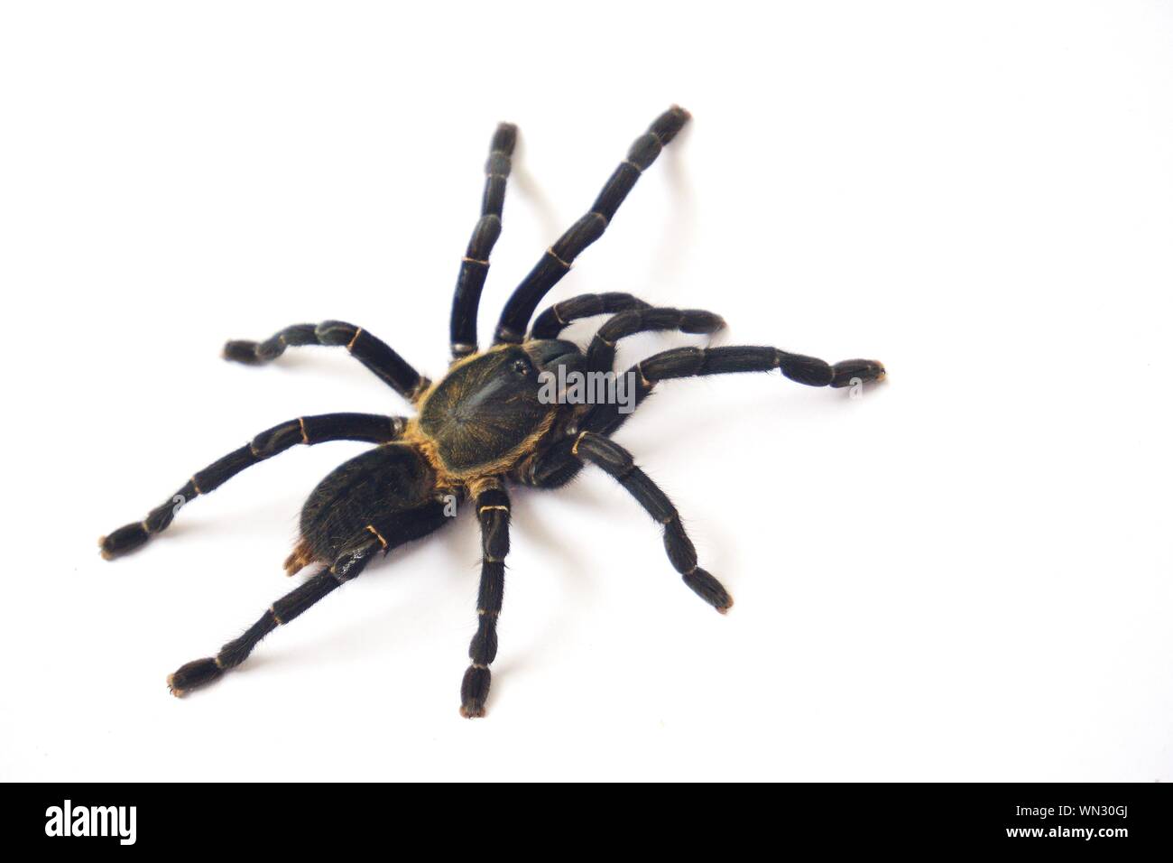 Asian species Tarantula spider Found in Thailand, the scientific name ...