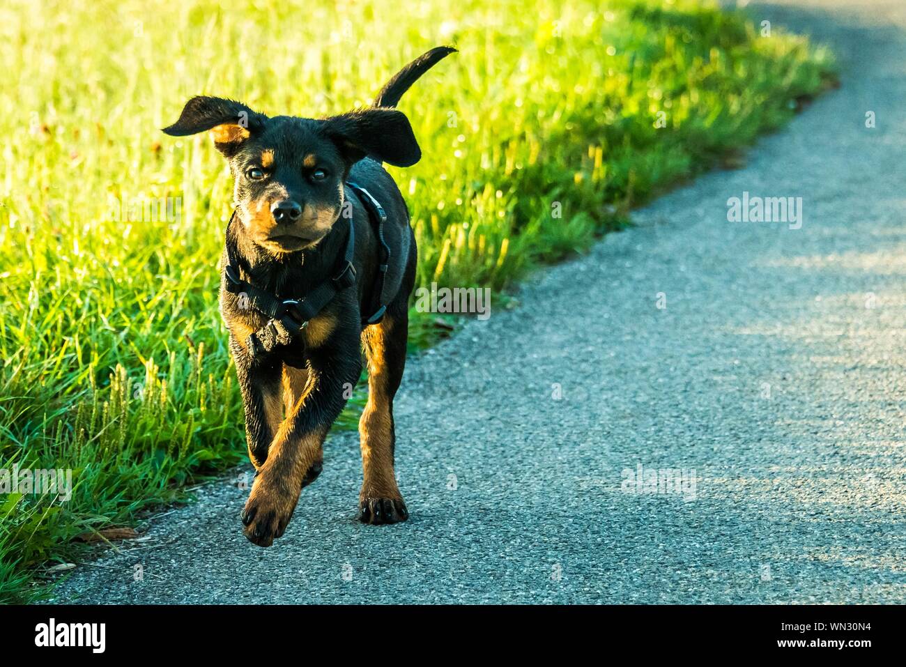 Puppy on the road hi-res stock photography and images - Alamy