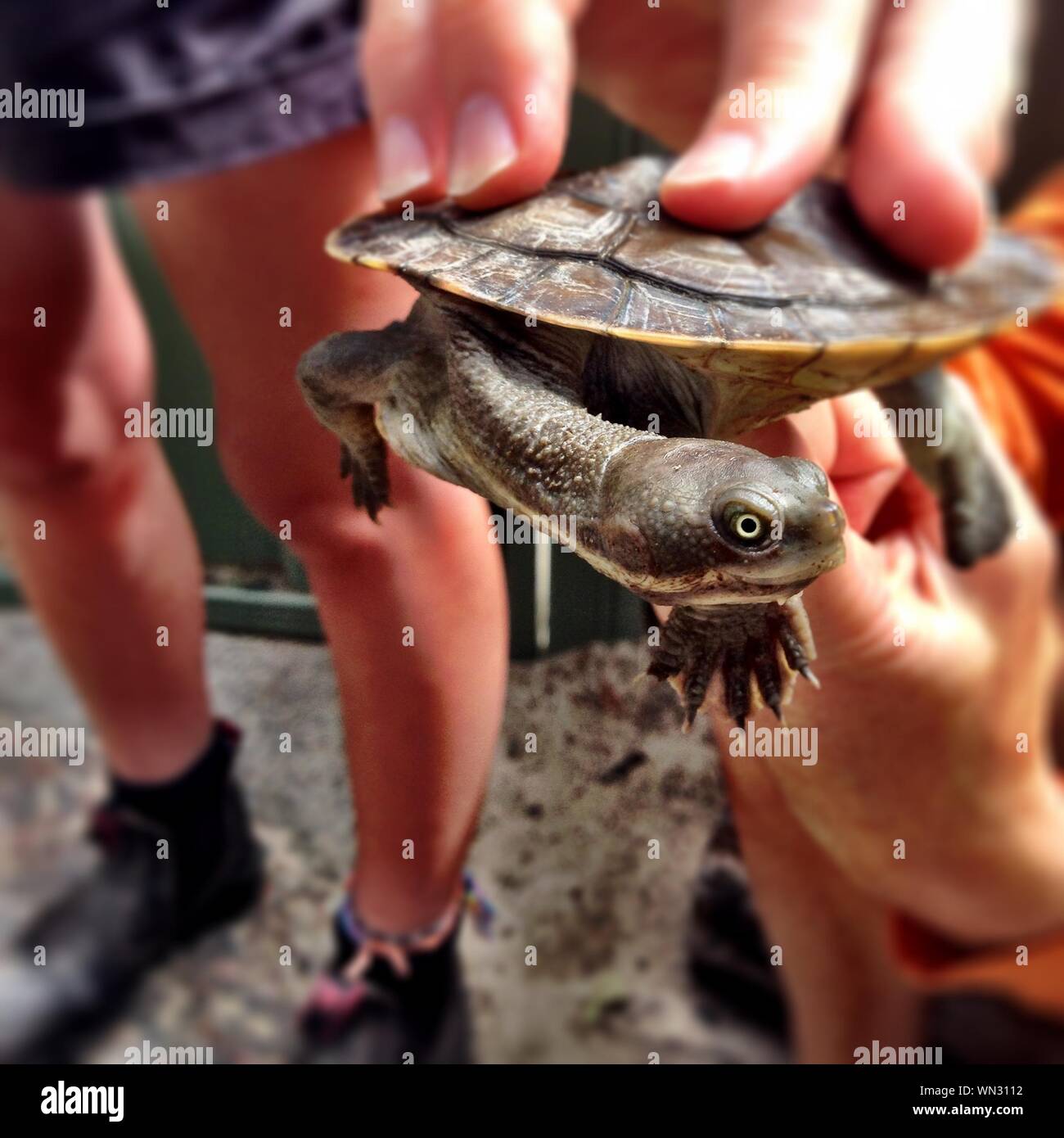 Australian zoology hi-res stock photography and images - Alamy