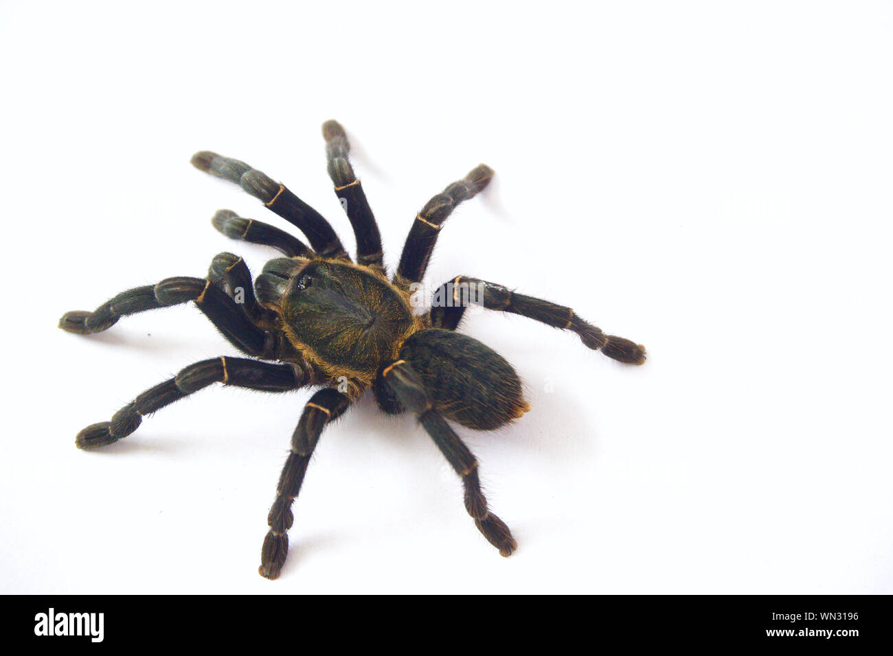 Asian species Tarantula spider Found in Thailand, the scientific name ...