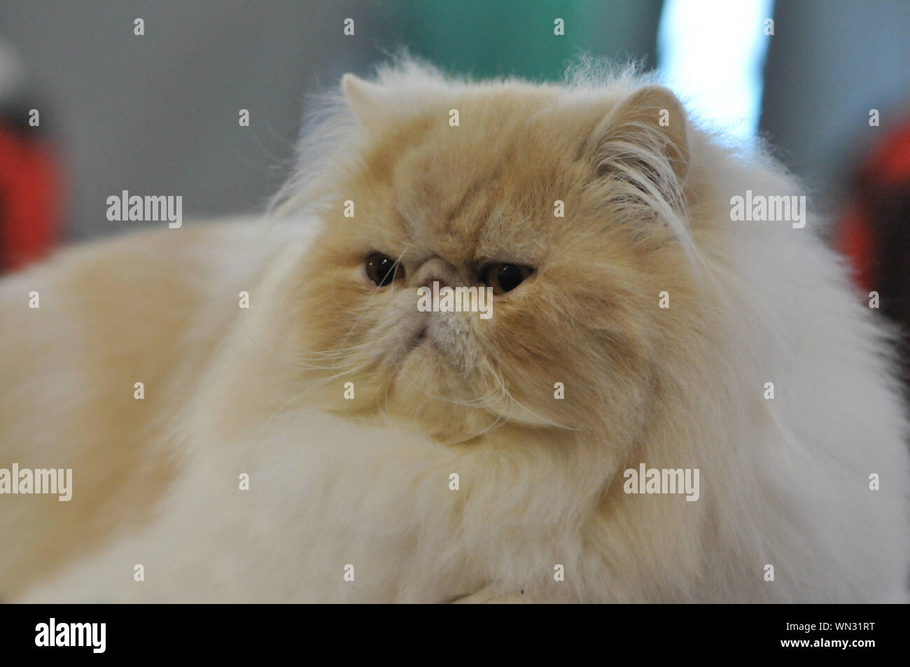 Beige cat hair hi-res stock photography and images - Alamy