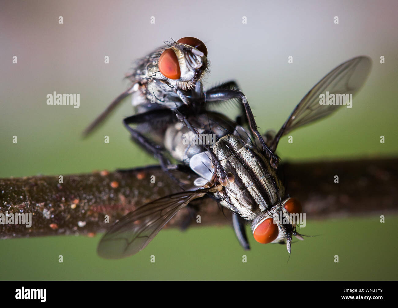 Fleas on wildlife hi-res stock photography and images - Alamy