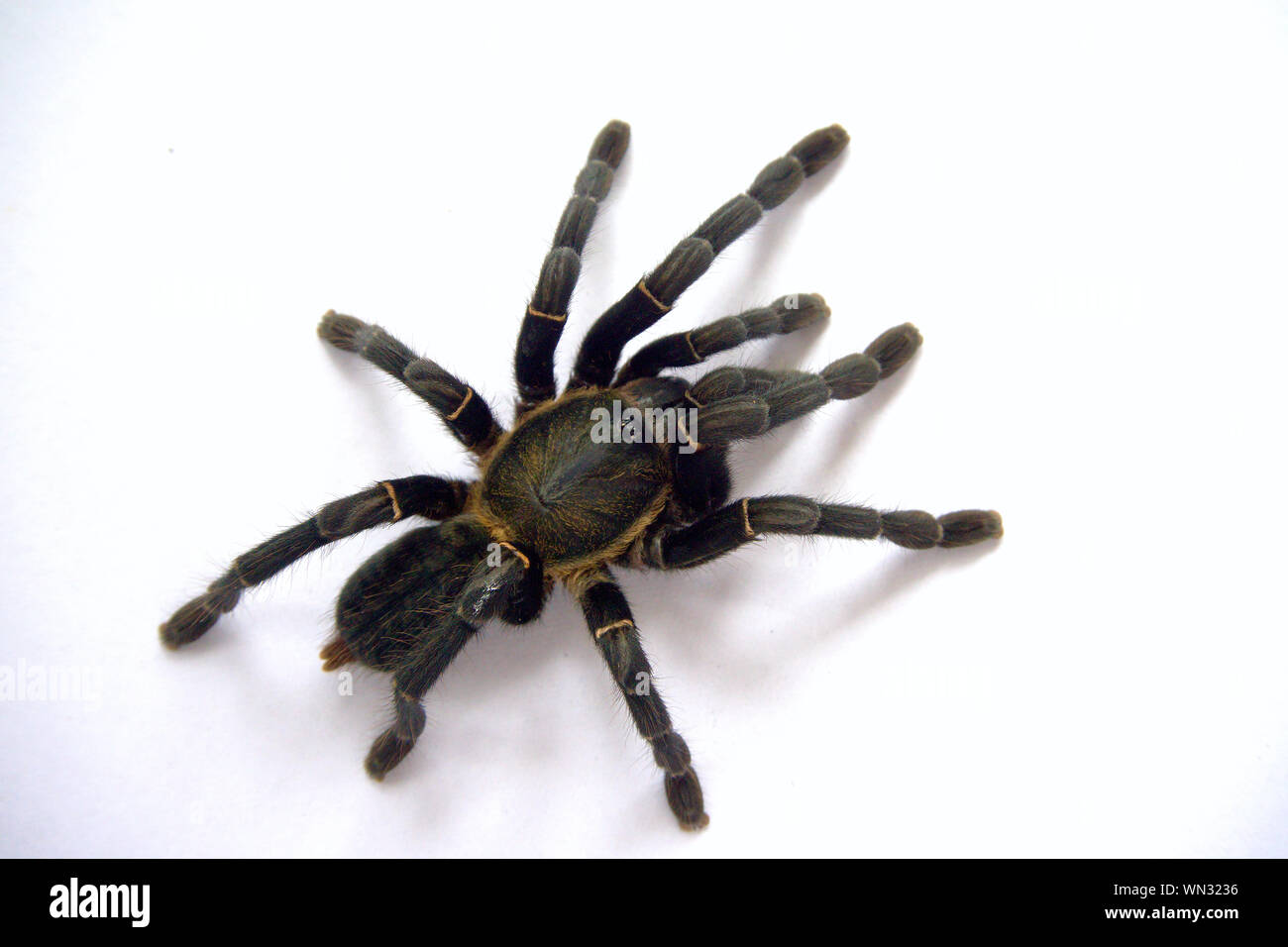 Asian species Tarantula spider Found in Thailand, the scientific name ...