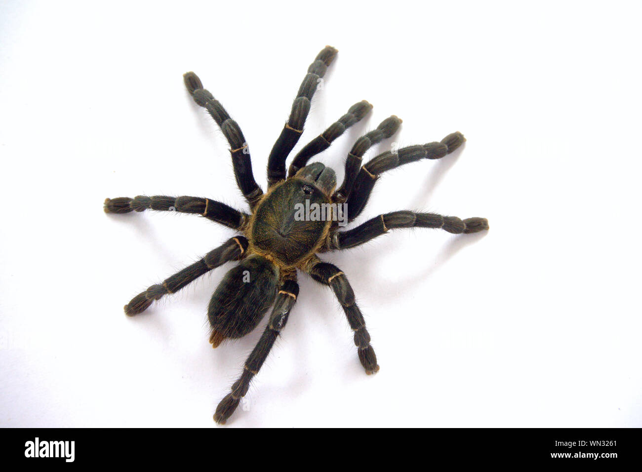 Asian species Tarantula spider Found in Thailand, the scientific name ...