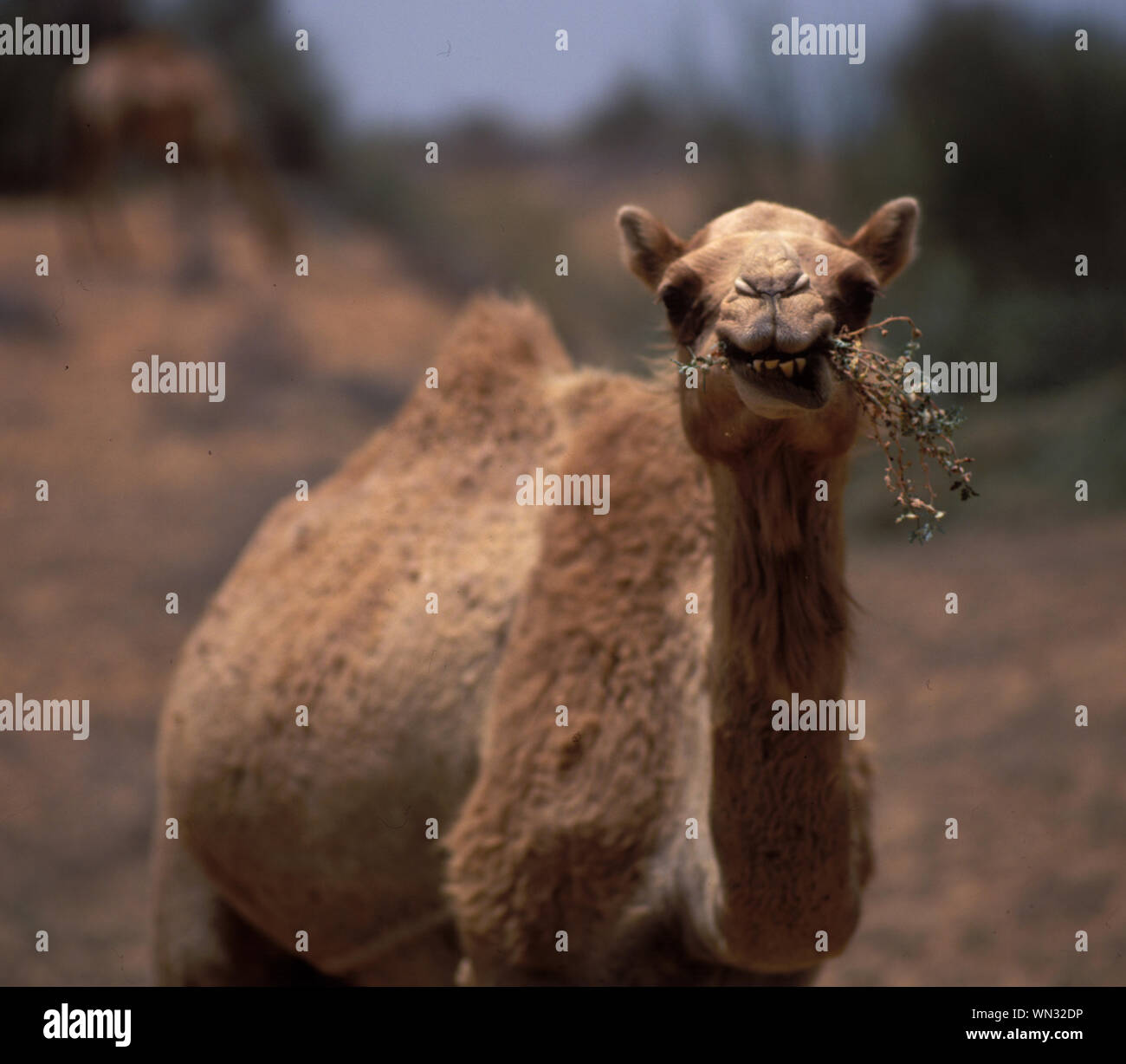 Camel eating plant hi-res stock photography and images - Alamy