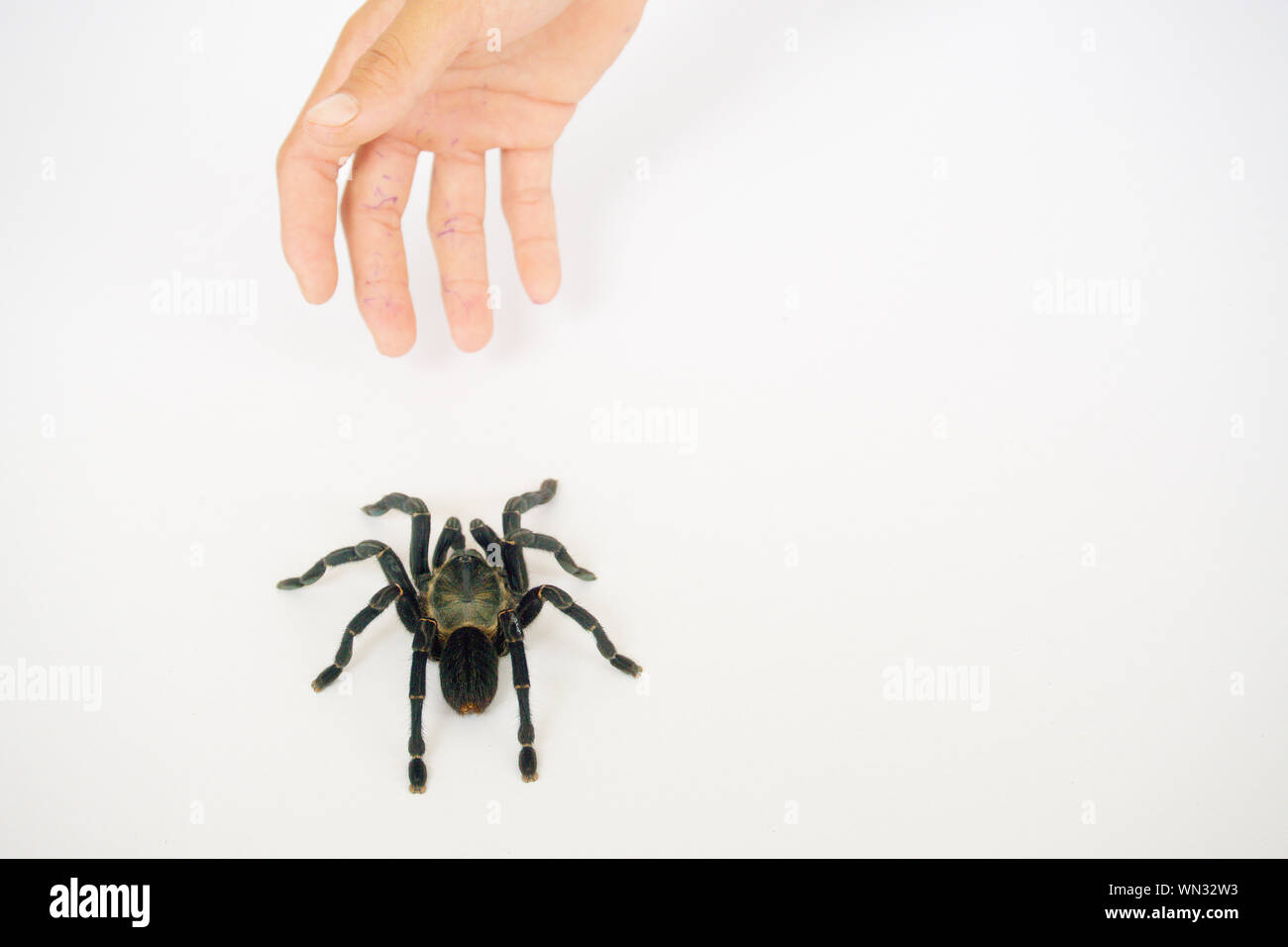 Asian species Tarantula spider Found in Thailand, the scientific name ...