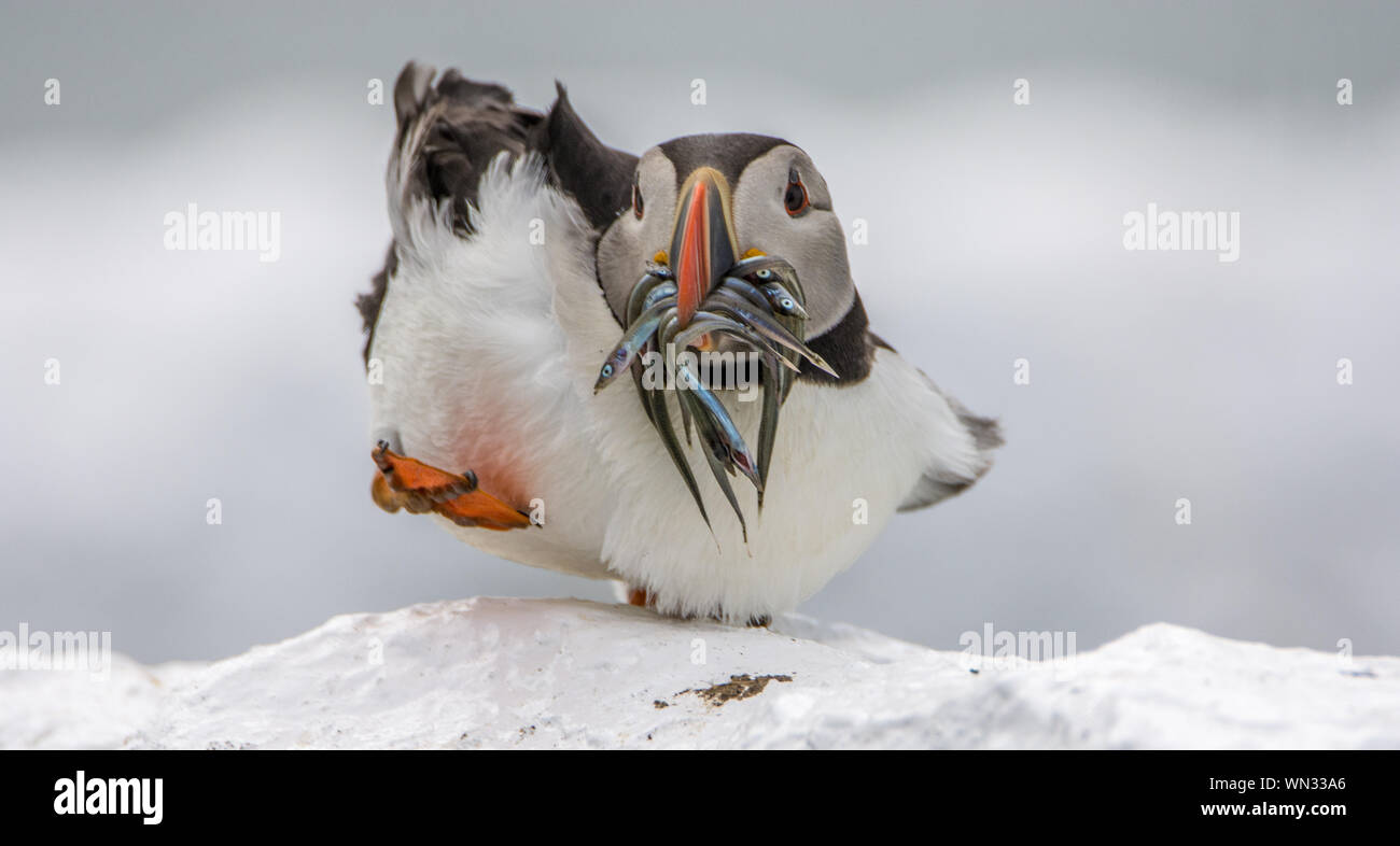 Dead bird snow hi-res stock photography and images - Alamy