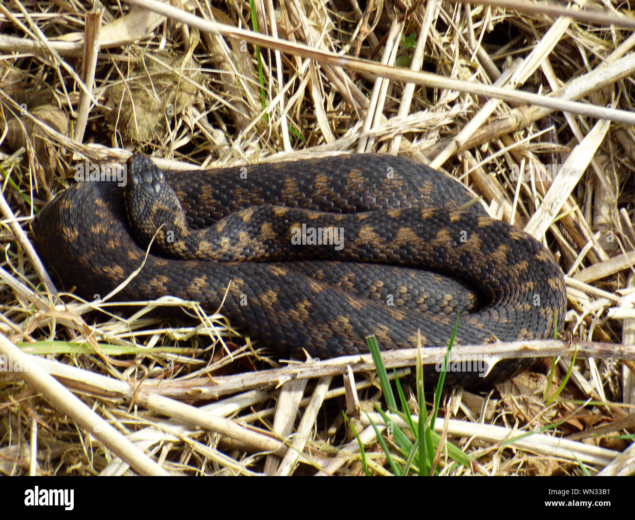 Snake Curled Up High Resolution Stock Photography and Images - Alamy