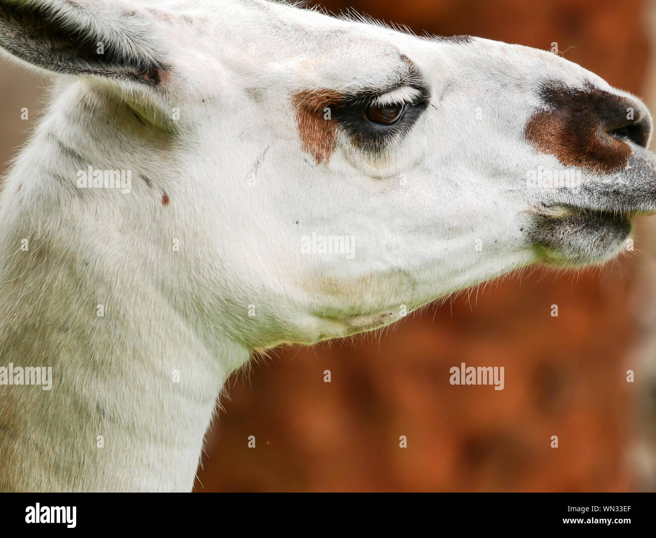Side view llama hi-res stock photography and images - Alamy