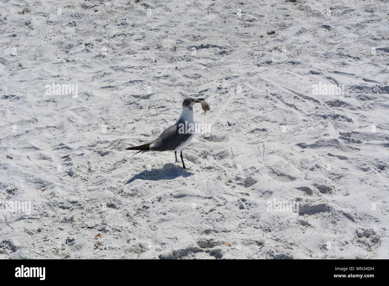 Sandy mouth hi-res stock photography and images - Alamy