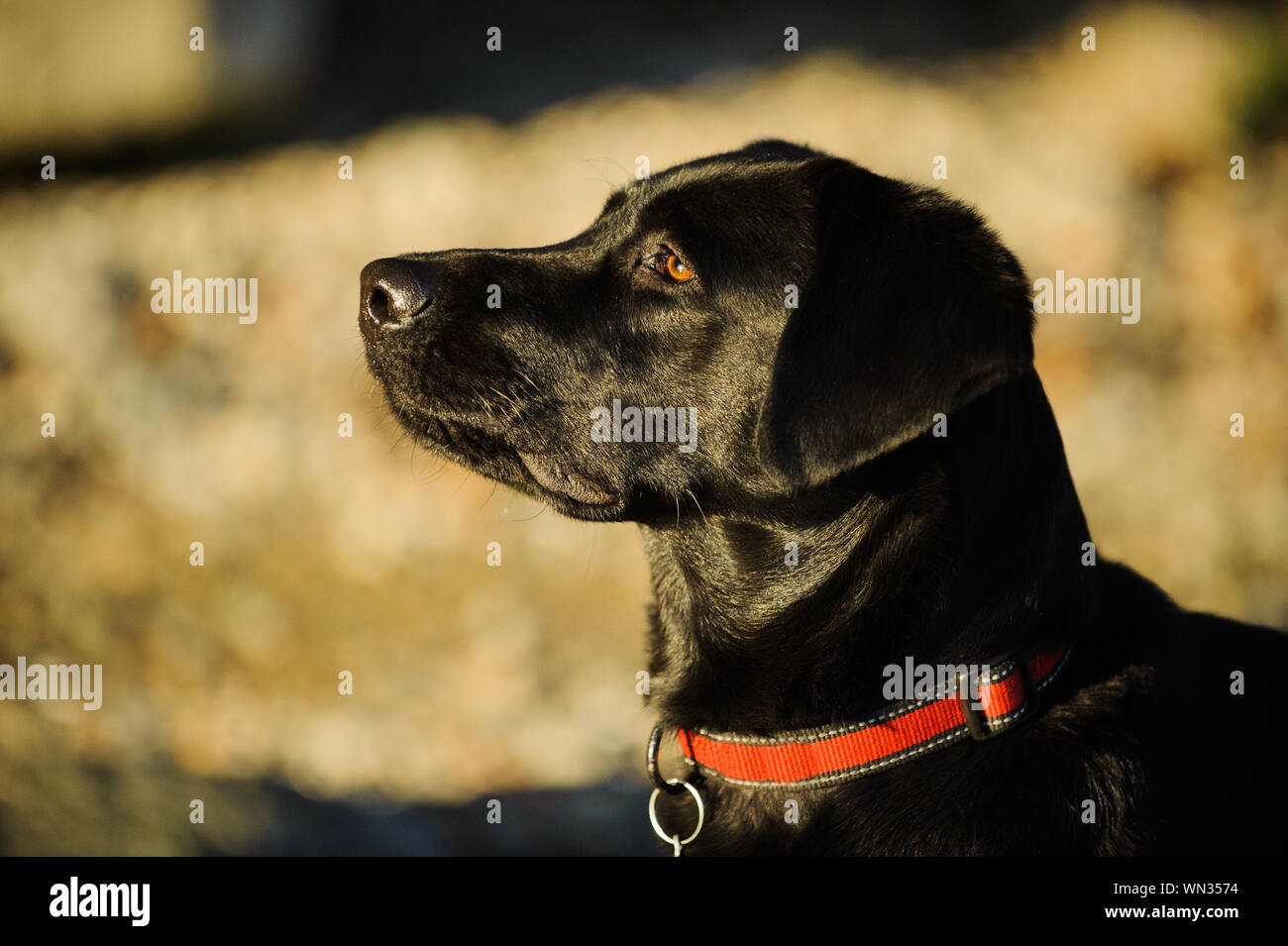 Black labrador looking up hi-res stock photography and images - Alamy