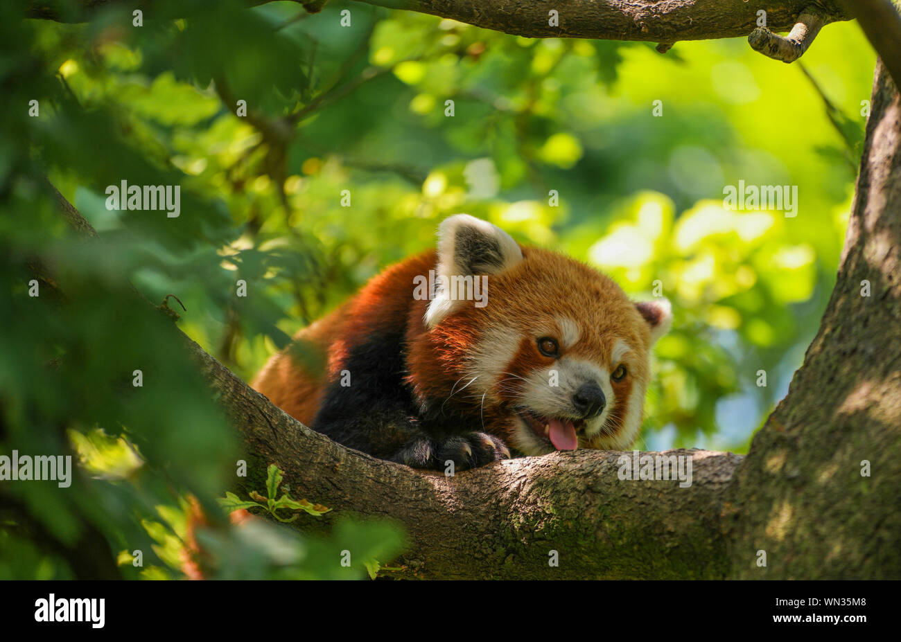 Red panda climbing tree hi-res stock photography and images - Alamy
