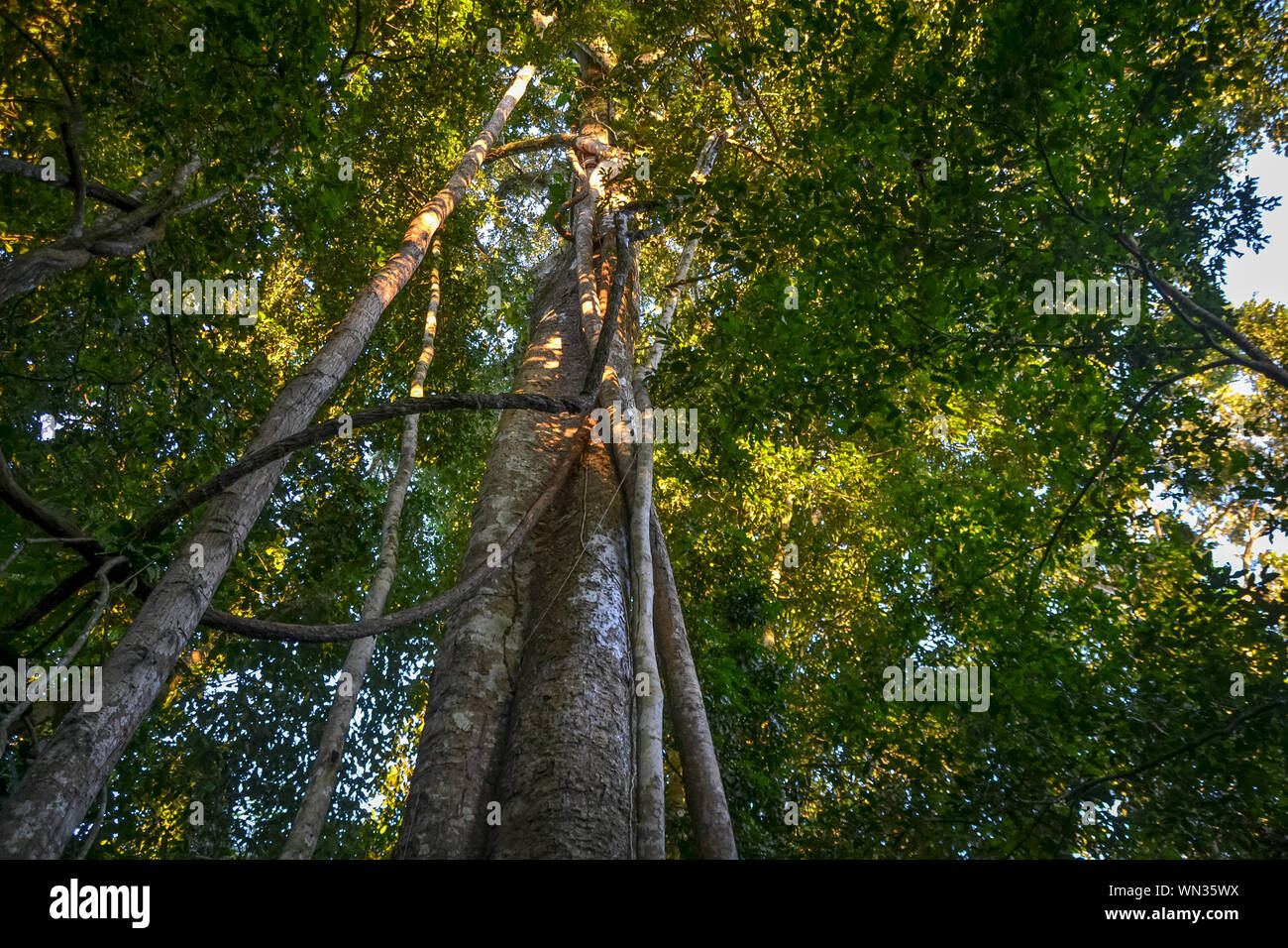 Tall Amazonia trees Stock Photo - Alamy