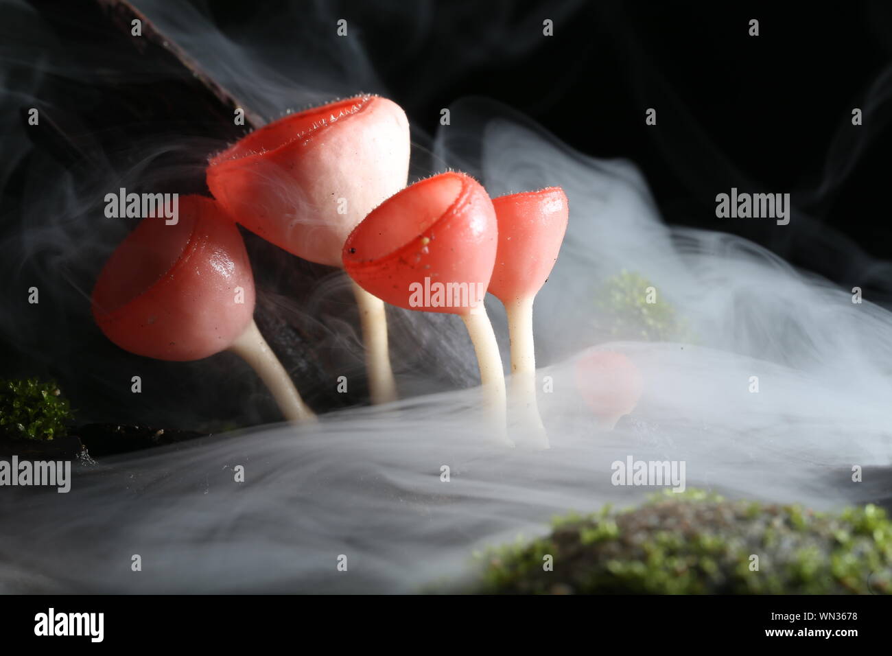 Smoke mushroom hi-res stock photography and images - Alamy