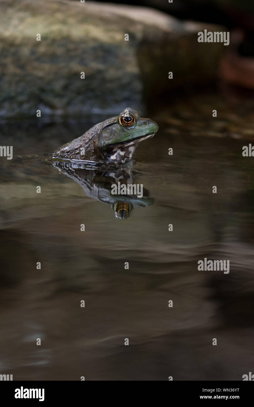 Alpha Amphibian Frog showing reflection in Water Standing strong in the ...