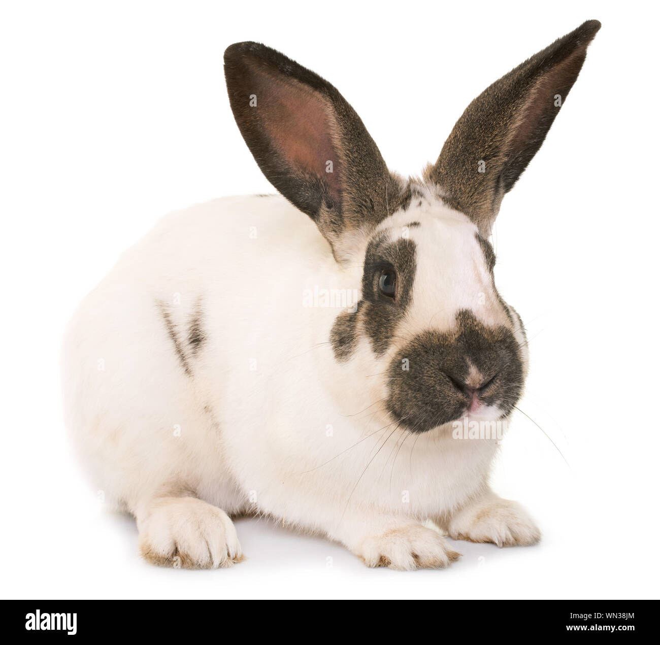 Rabbit portrait hi-res stock photography and images - Alamy