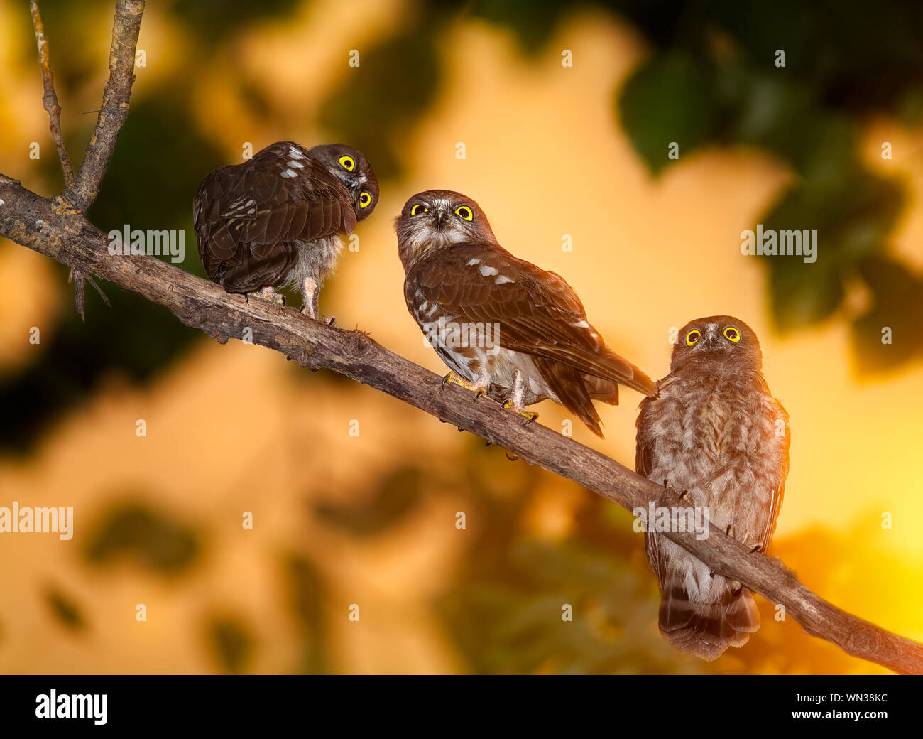 Brown owls hi-res stock photography and images - Alamy