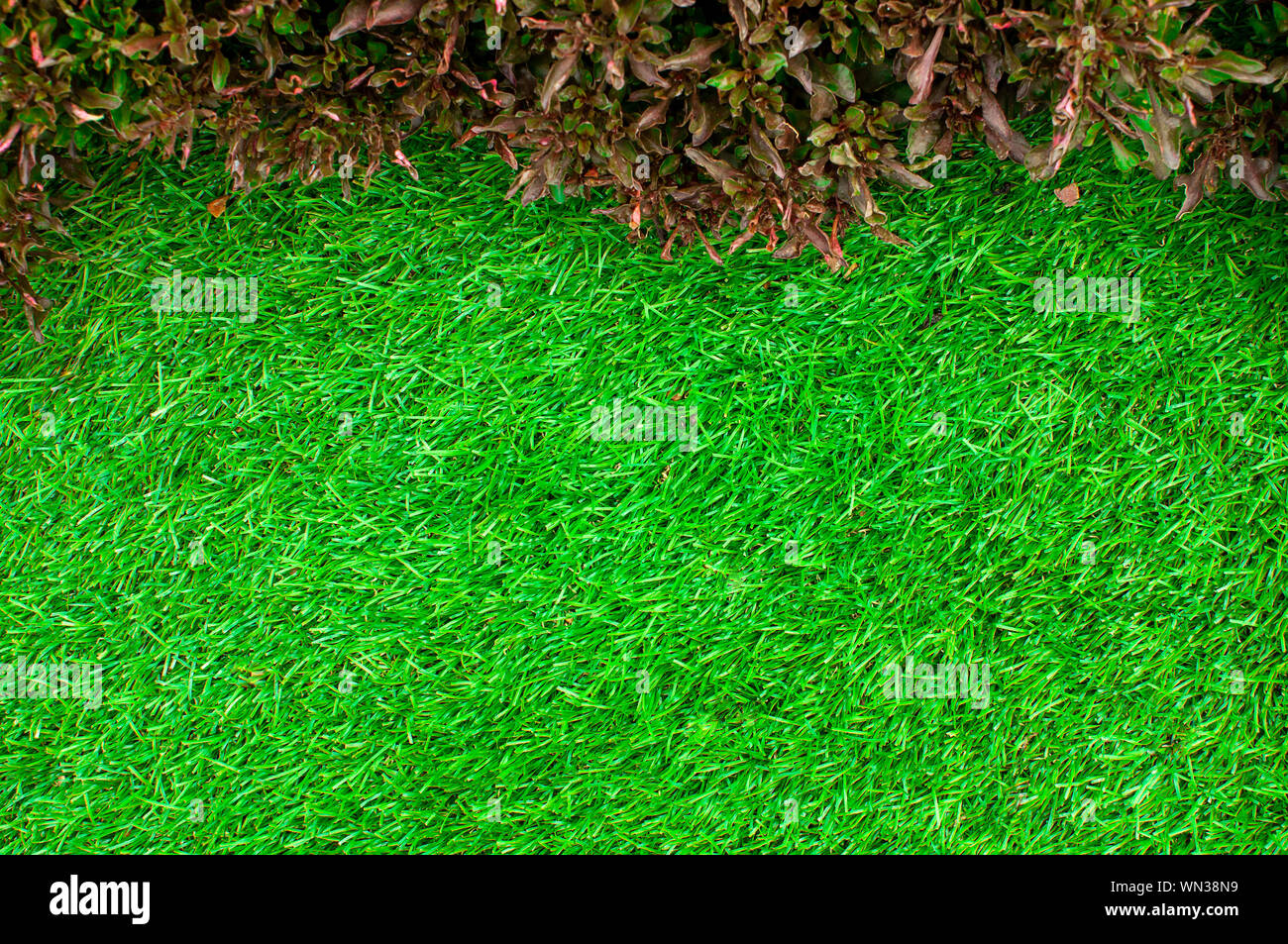 Top view .Green grass lawn in nature for background and texture Stock ...