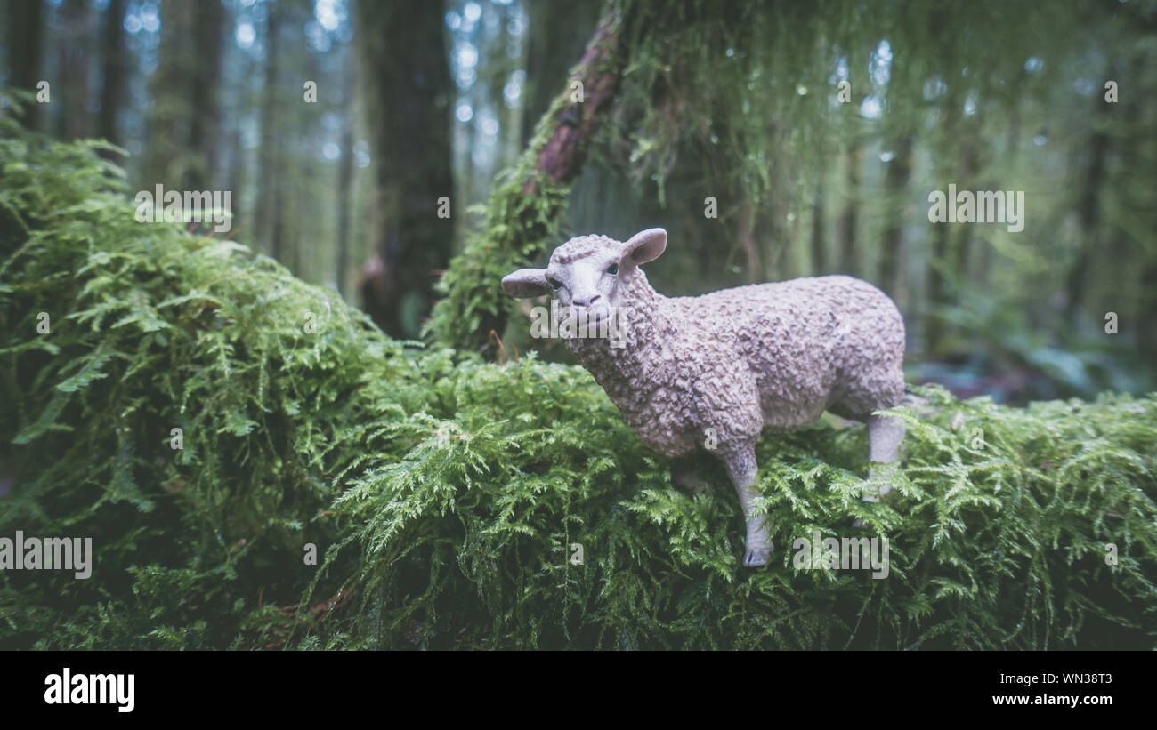 Sheep and plant hi-res stock photography and images - Alamy