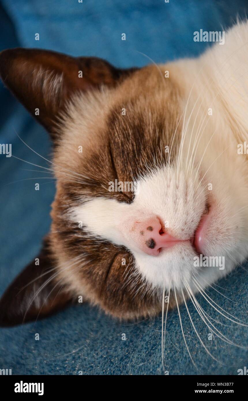 Portrait cat eyes closed hi-res stock photography and images - Alamy