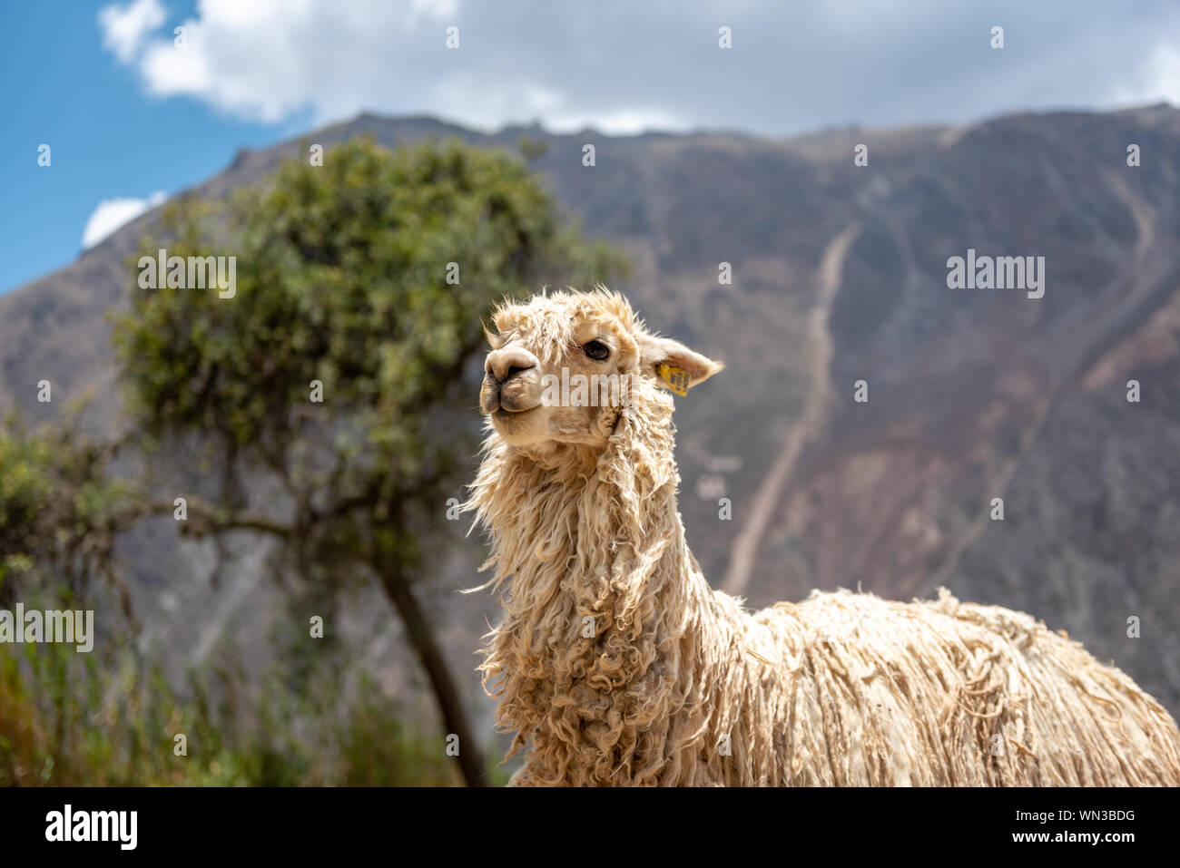 Llama landscape colour hi-res stock photography and images - Alamy