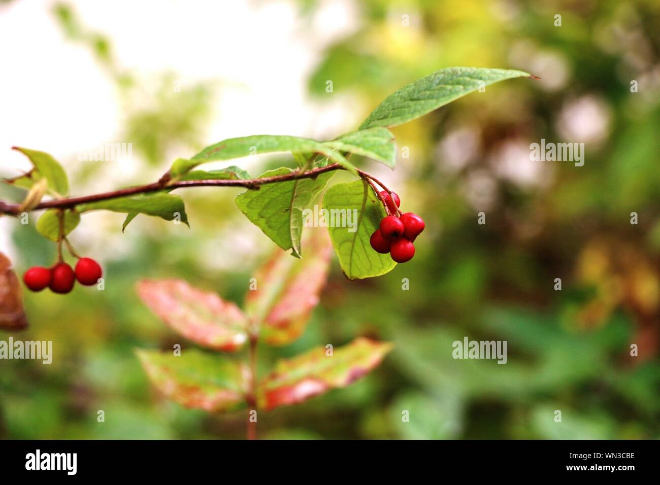 Garden red berries hi-res stock photography and images - Alamy
