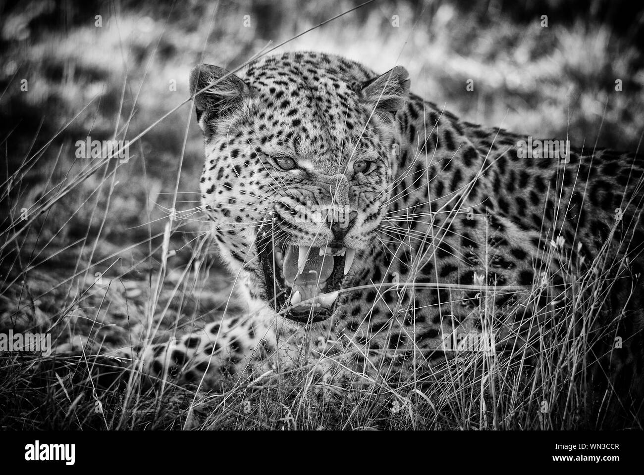 Wild cat safari growling Black and White Stock Photos & Images - Alamy