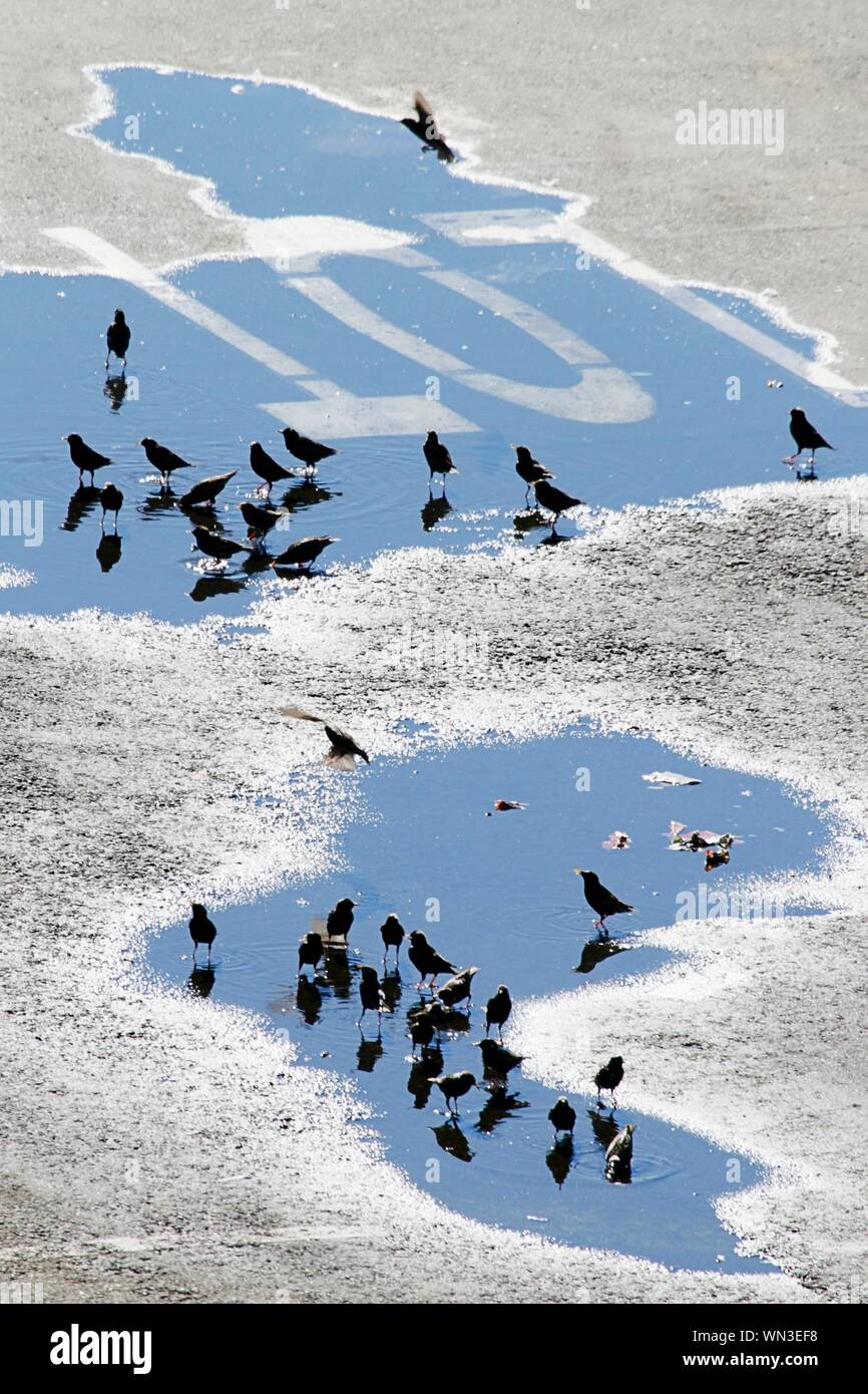Puddle of birds hi-res stock photography and images - Alamy