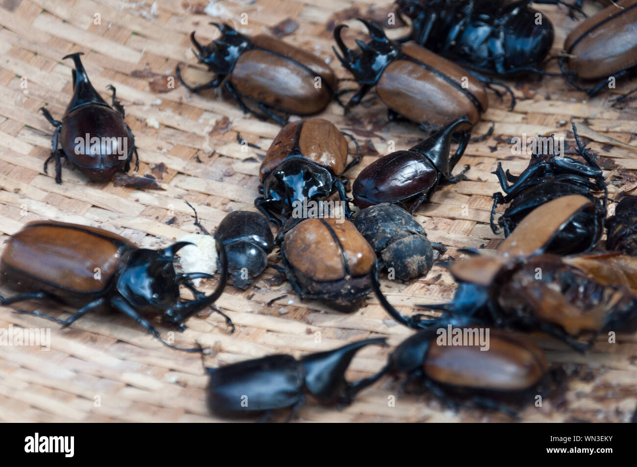 Rhinoceros beetles hi-res stock photography and images - Alamy