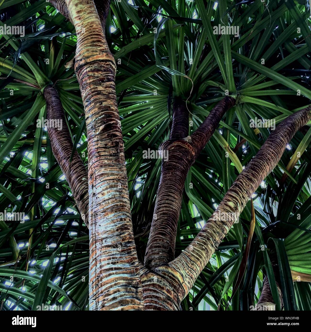 Screwpine leaf hi-res stock photography and images - Alamy