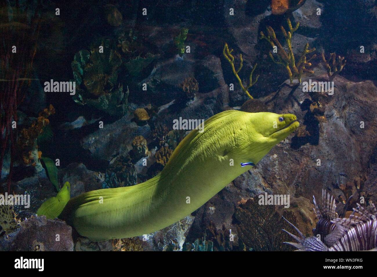 Green Moray Eel High Resolution Stock Photography and Images - Alamy