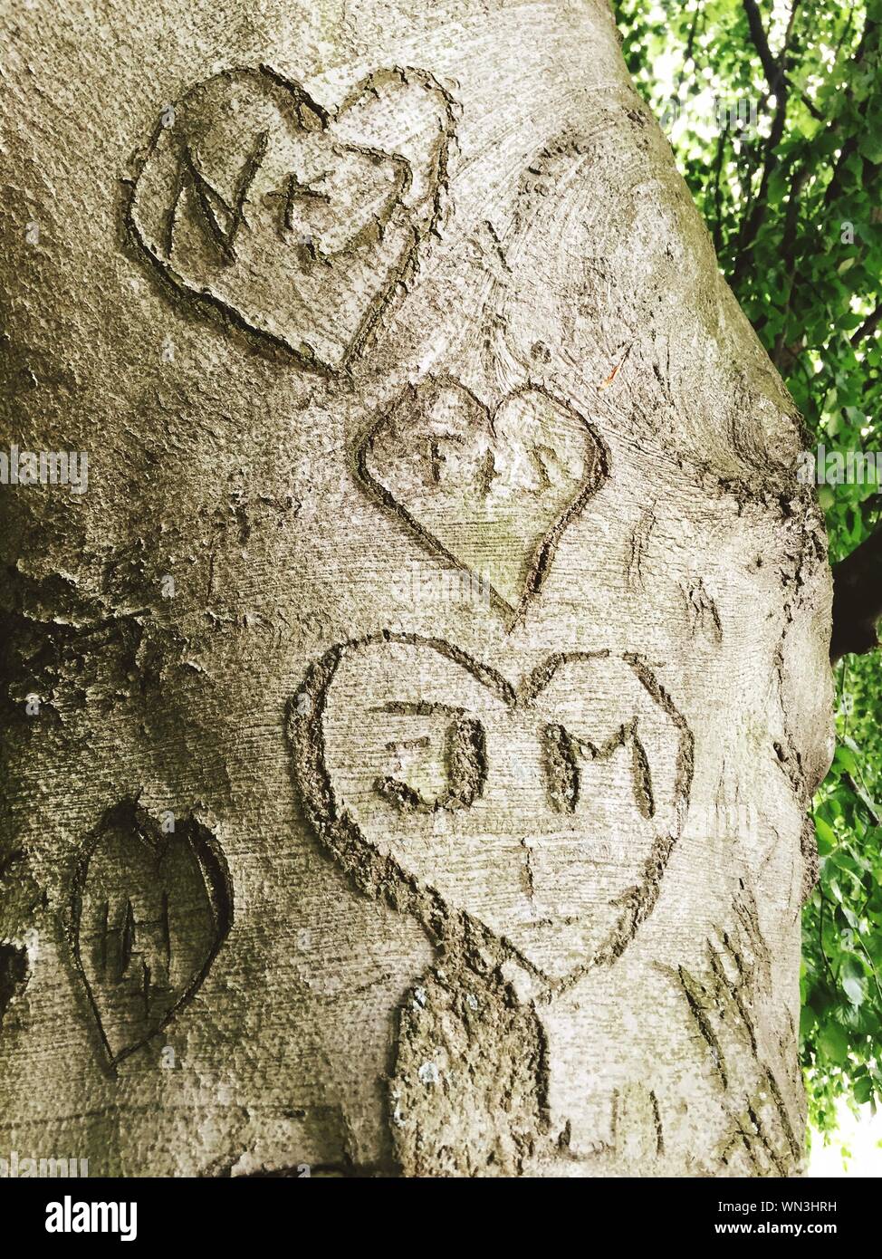 Love heart carved tree trunk hi-res stock photography and images - Alamy