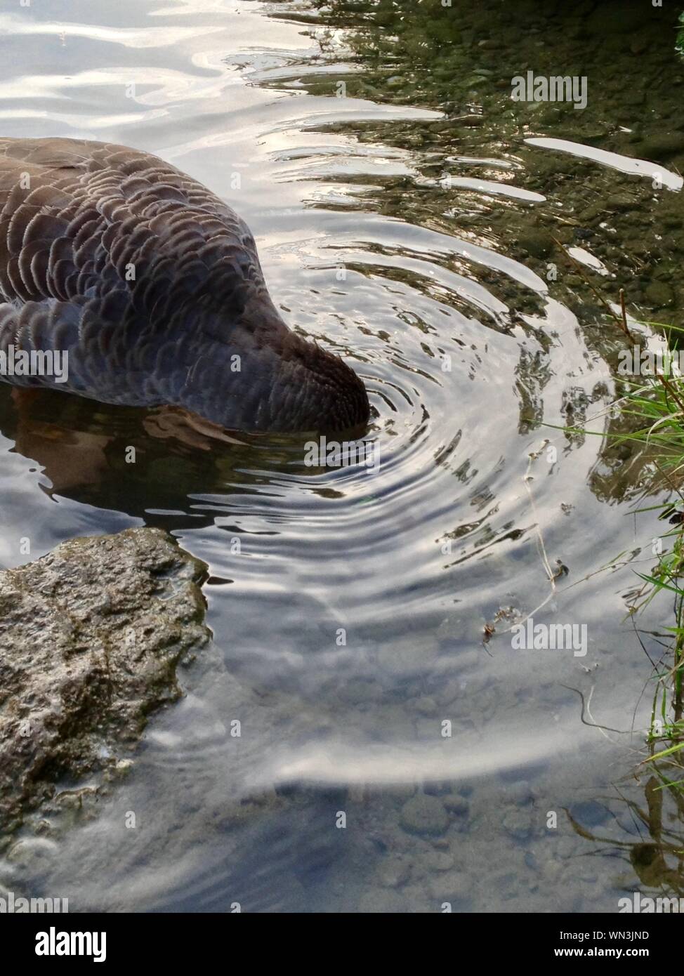 Duck upside down in water hi-res stock photography and images - Alamy