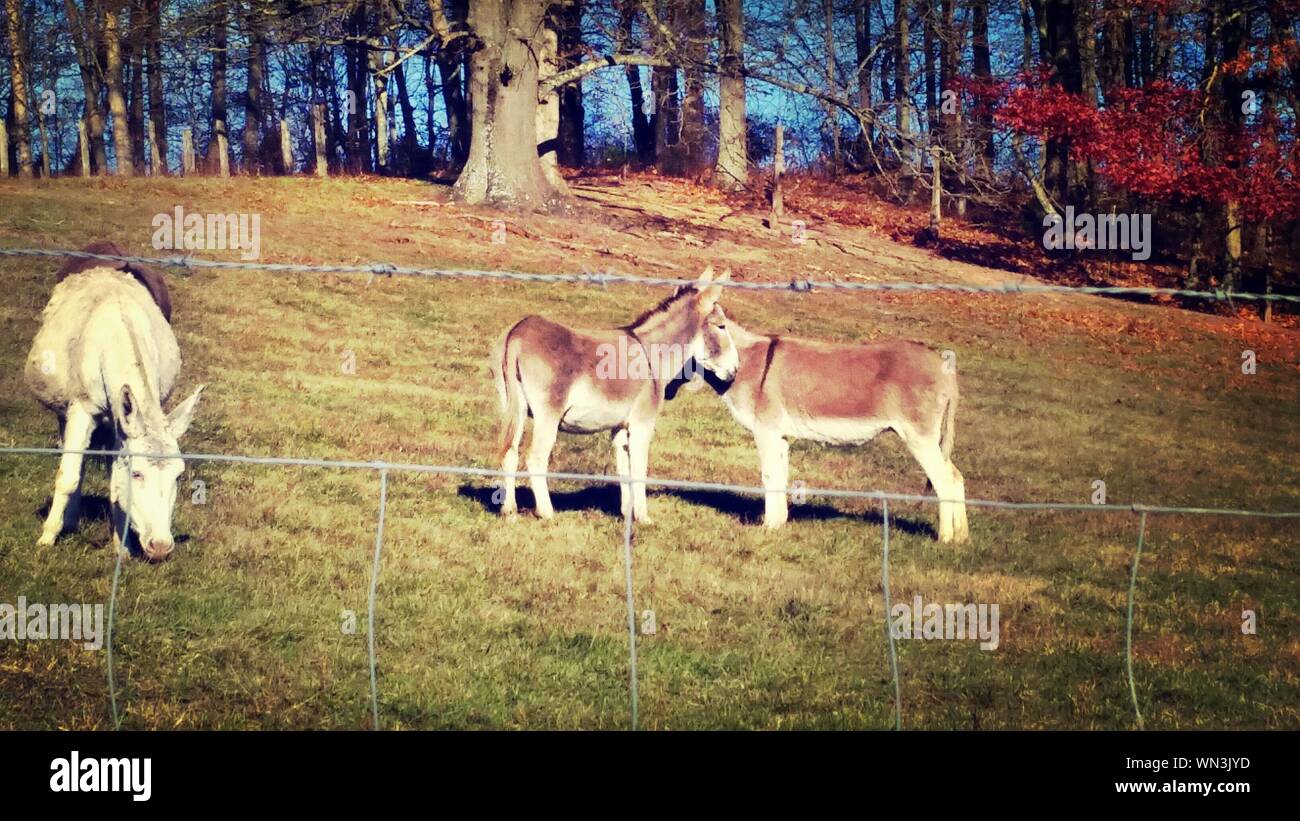 Donkey behavior hi-res stock photography and images - Alamy