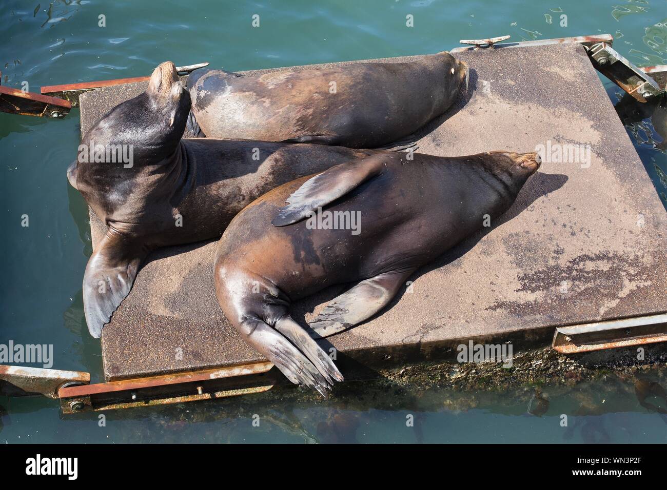 Newport sea lion docks hi-res stock photography and images - Alamy